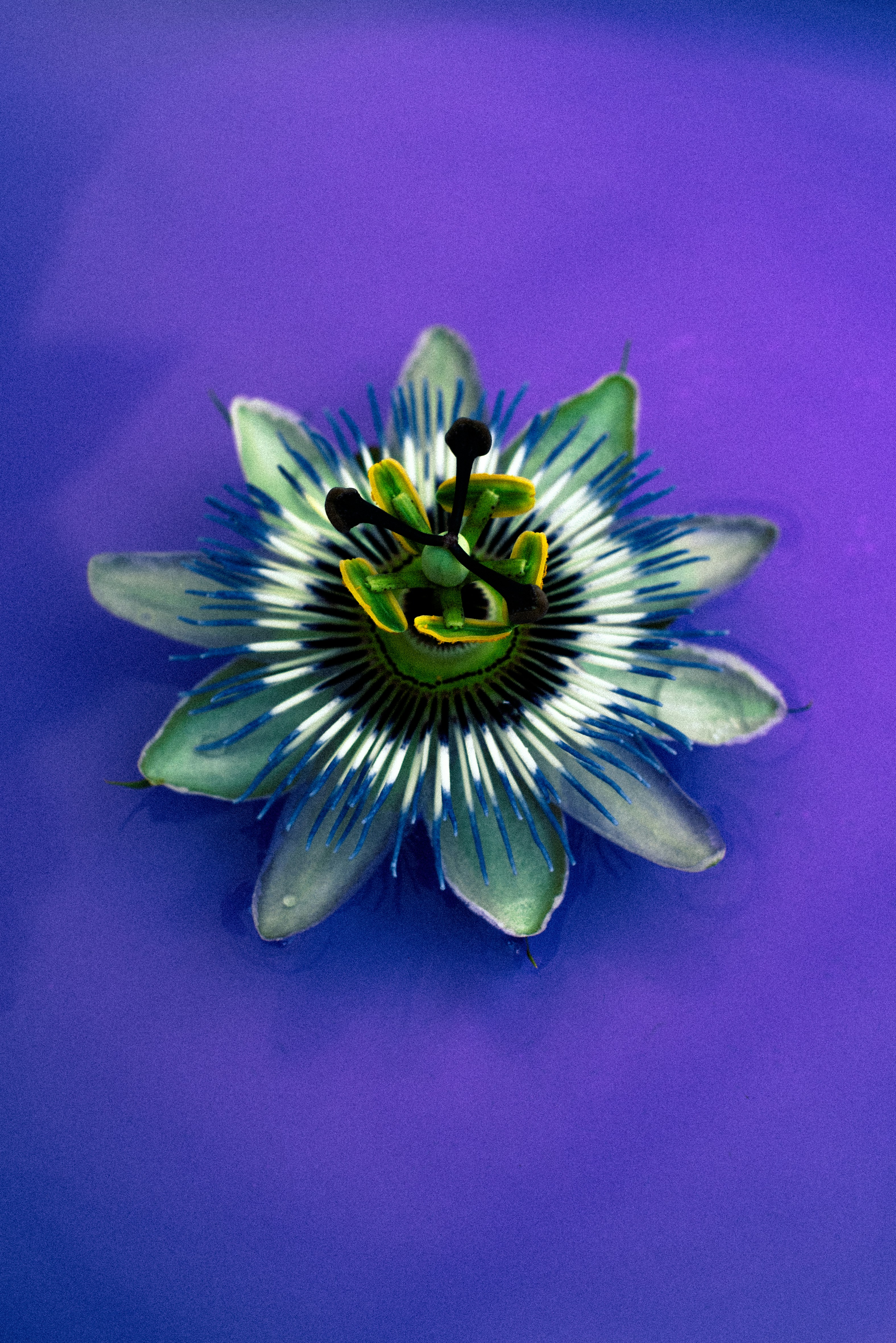 A detailed close-up of a blue and white passion flower.
