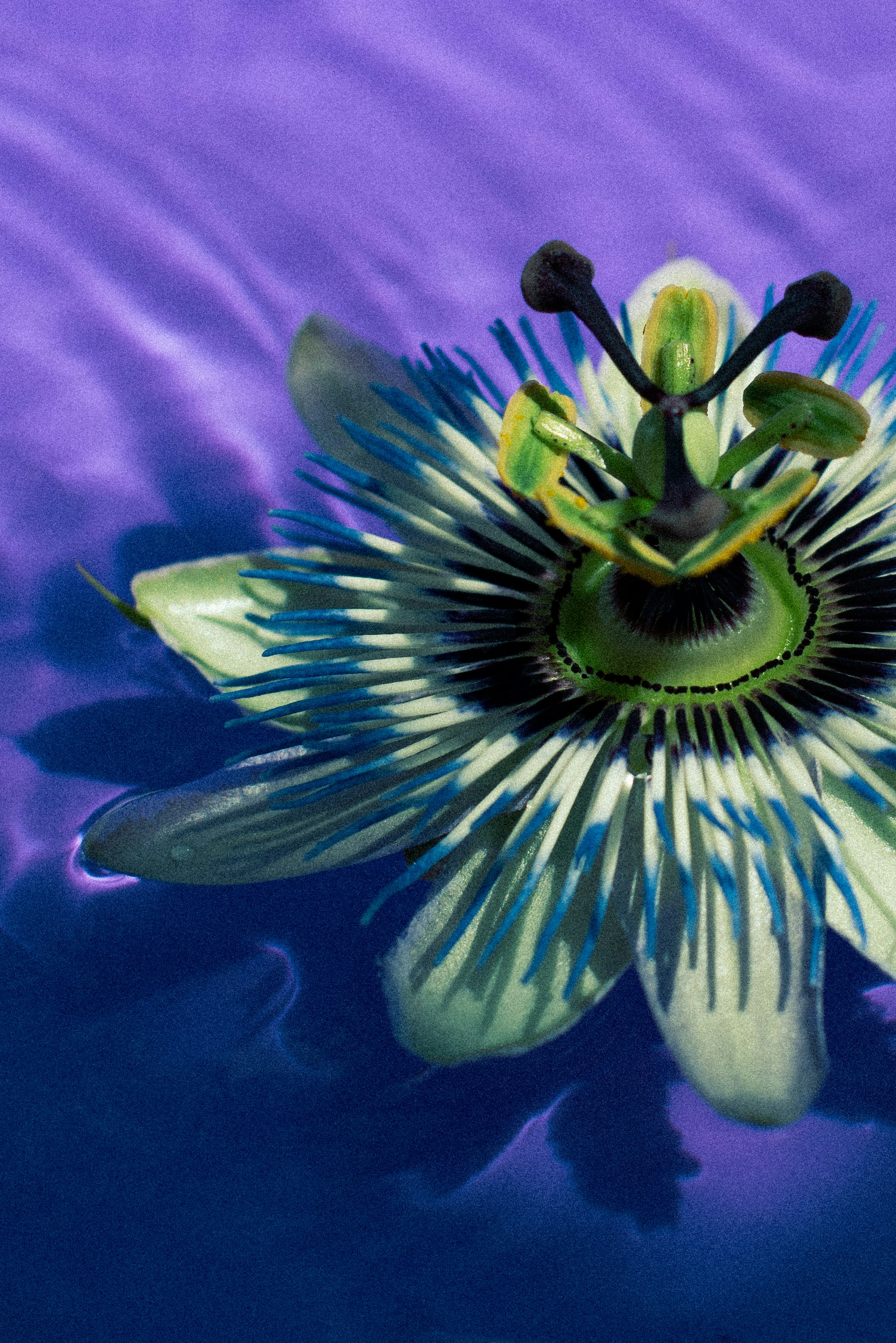 Corona Crown: Macro Portrait of a Passionflower Against Violet Depths