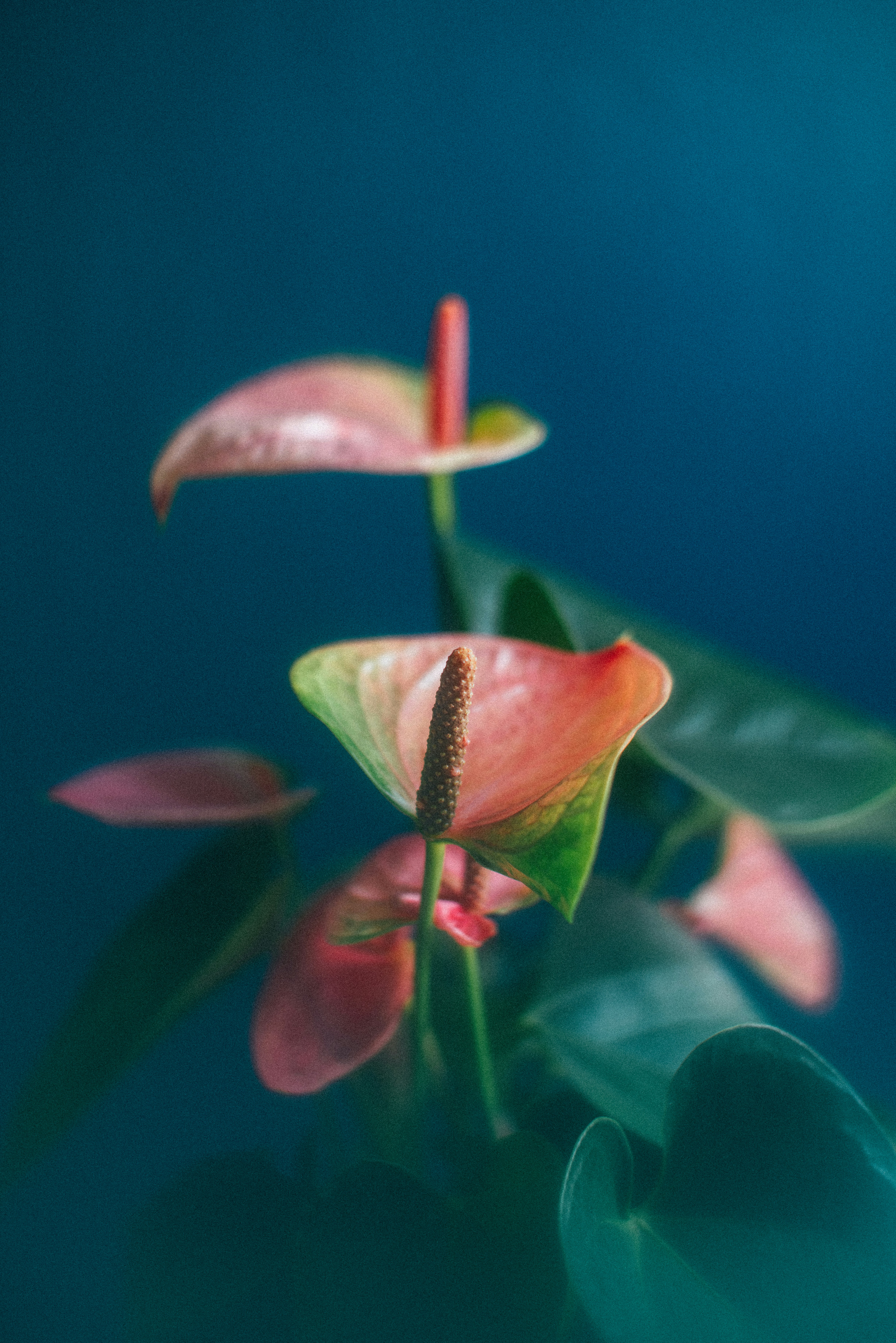 Vibrant pink anthurium flowers gracefully rise against a soft blue backdrop, highlighting their unique shapes and textures.