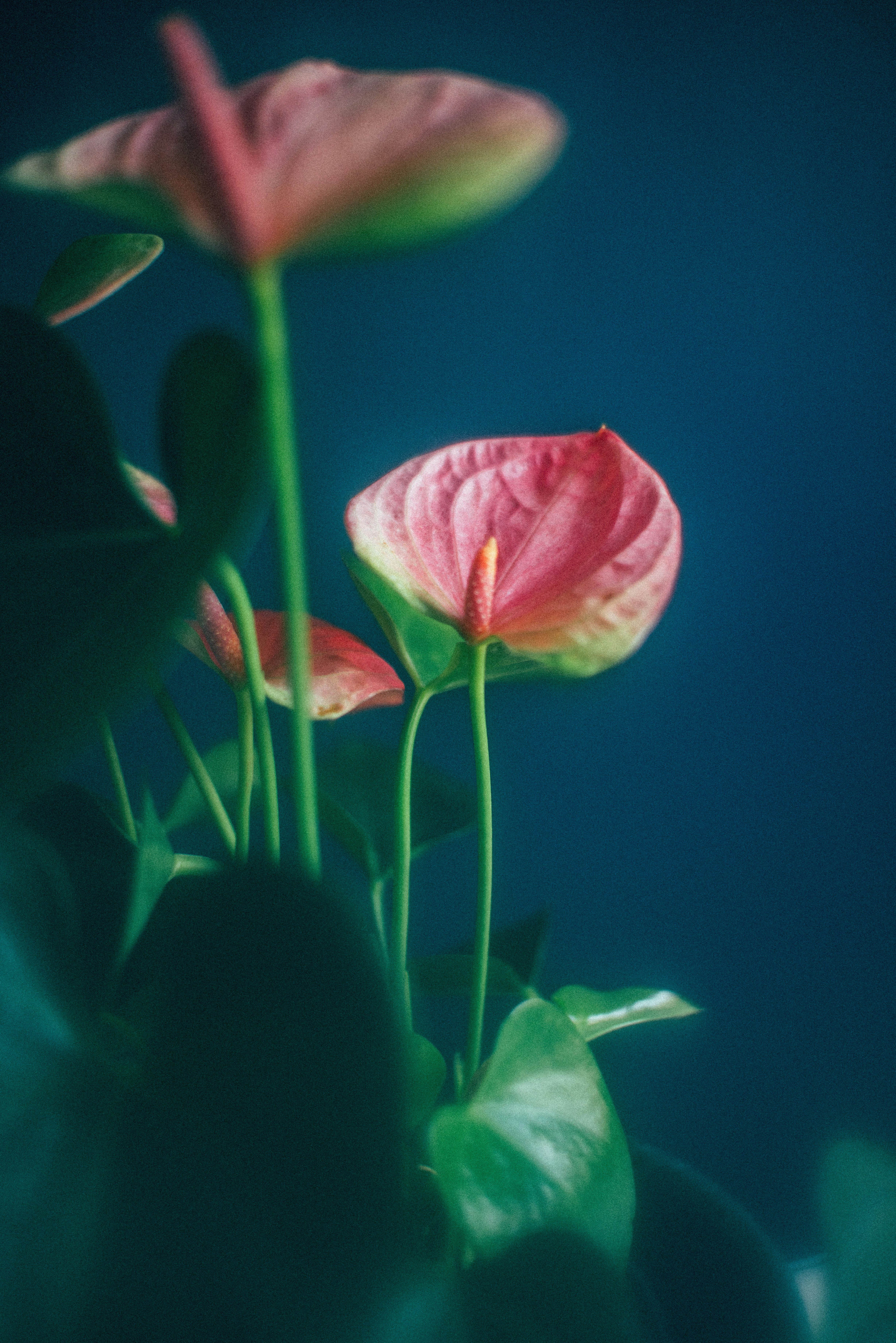 Pink anthurium flowers against a dark blue background