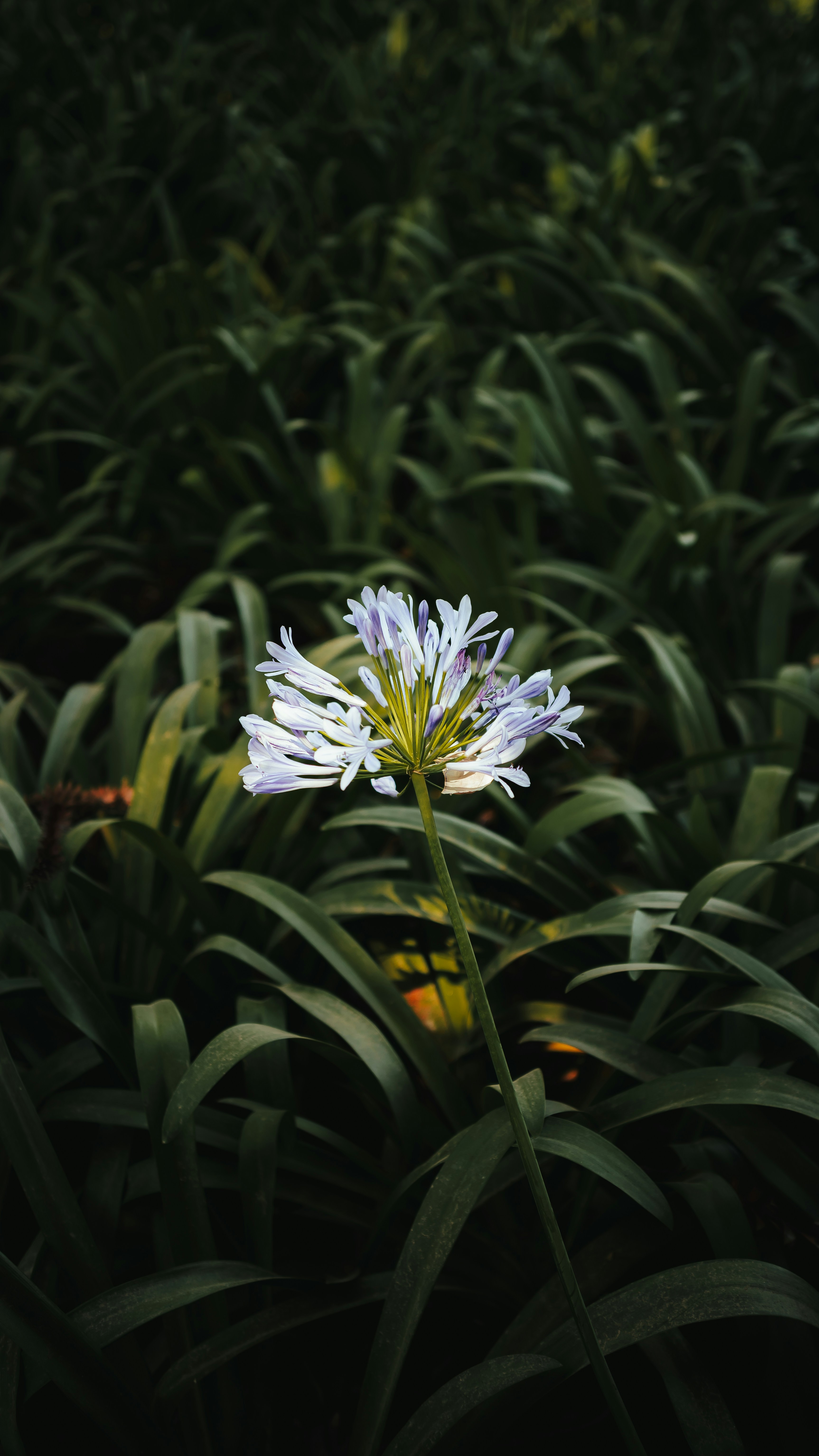 Lone Bloom Amidst the Green