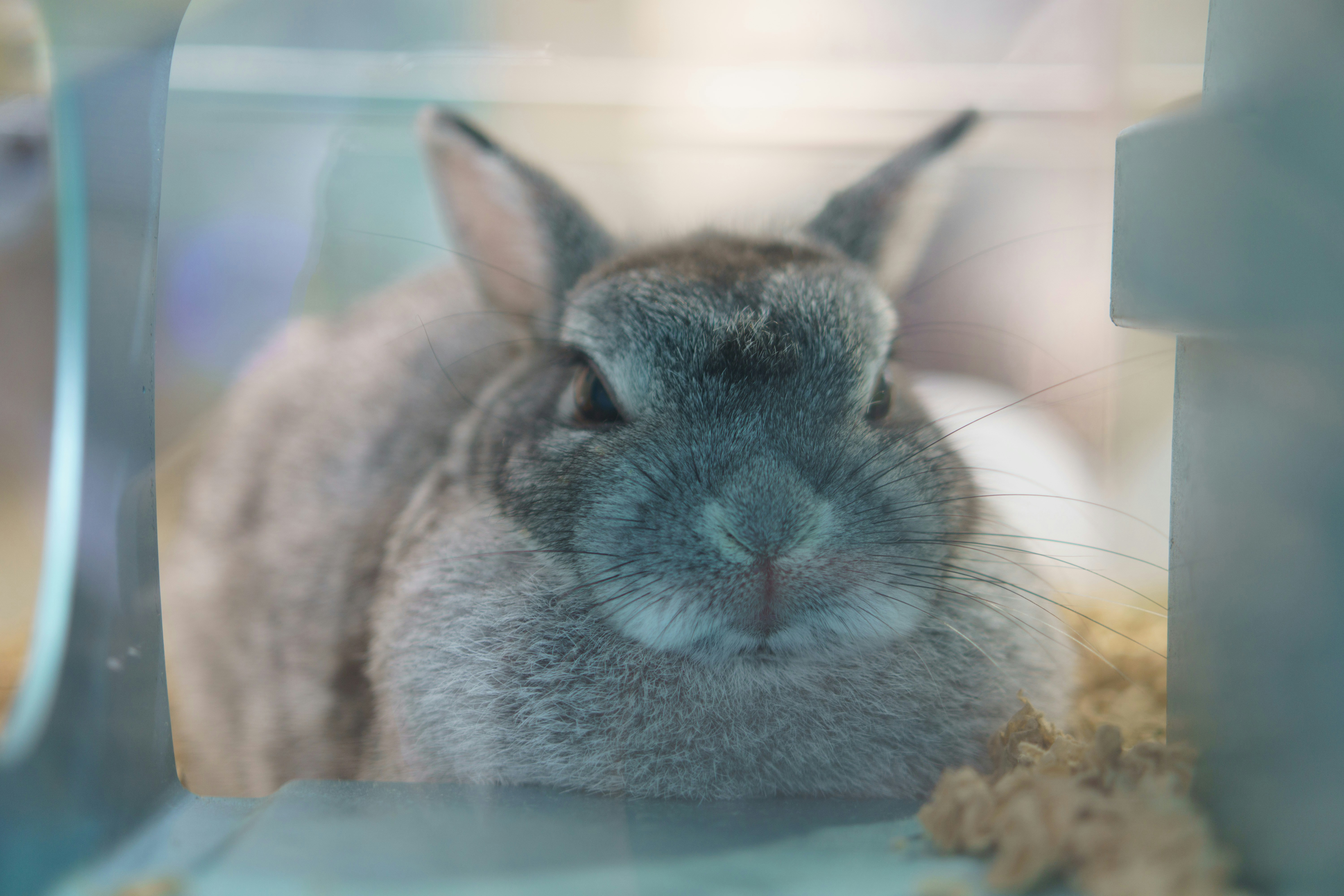 A fluffy grey rabbit sits looking forward. photo – Free Animal Image on ...
