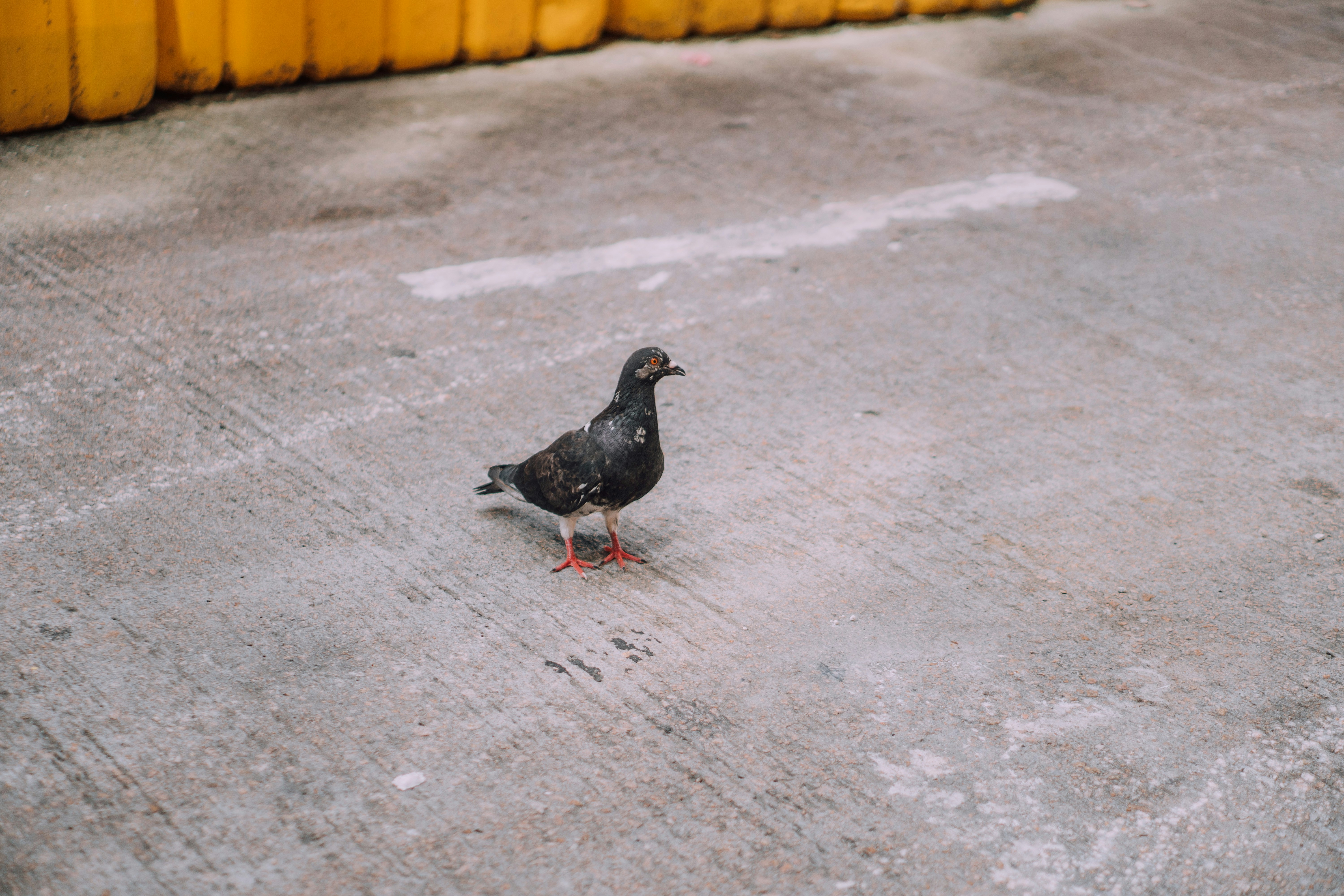 Urban Sentinel: The Pigeon’s Vigil