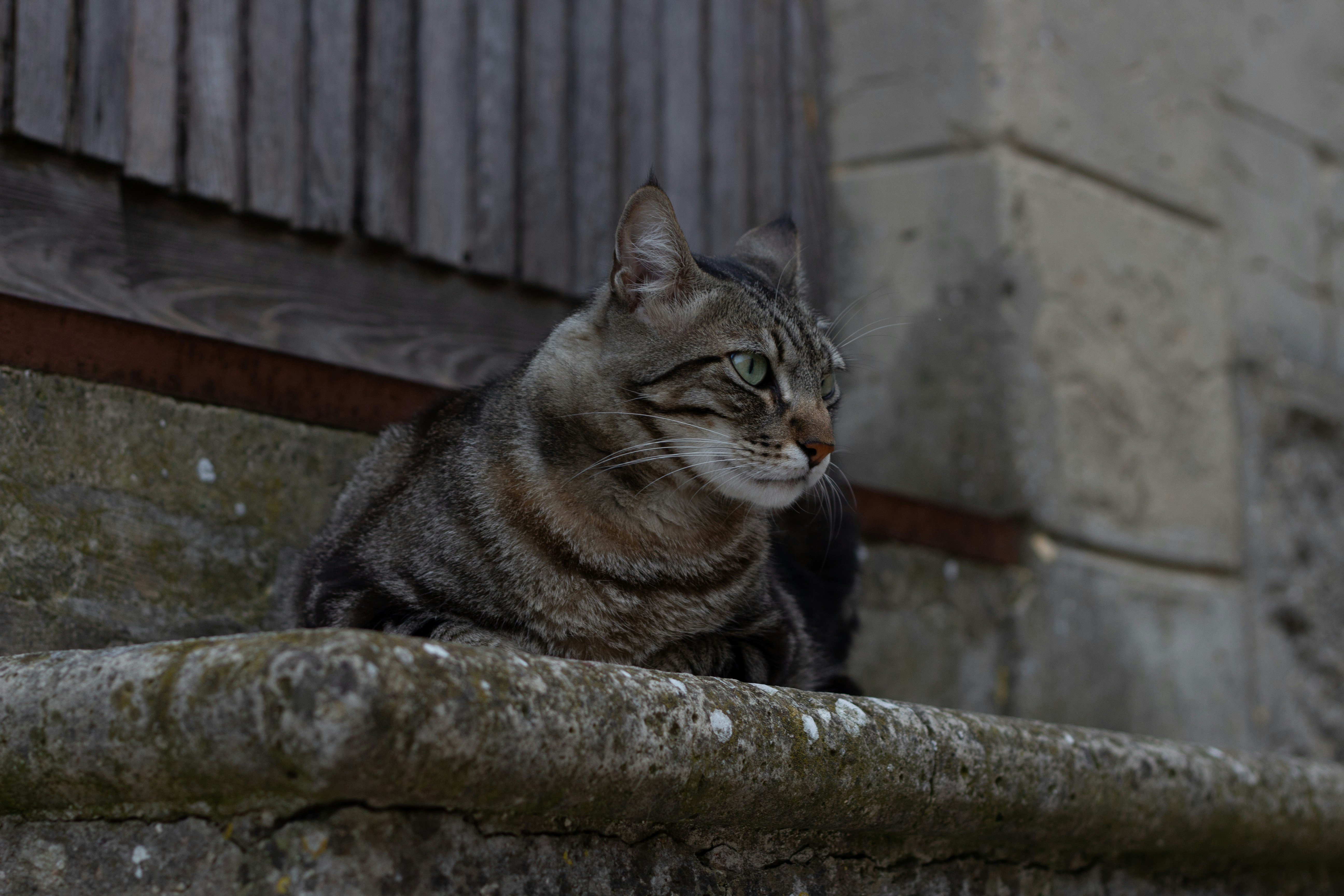 A tabby cat sits on a stone ledge.