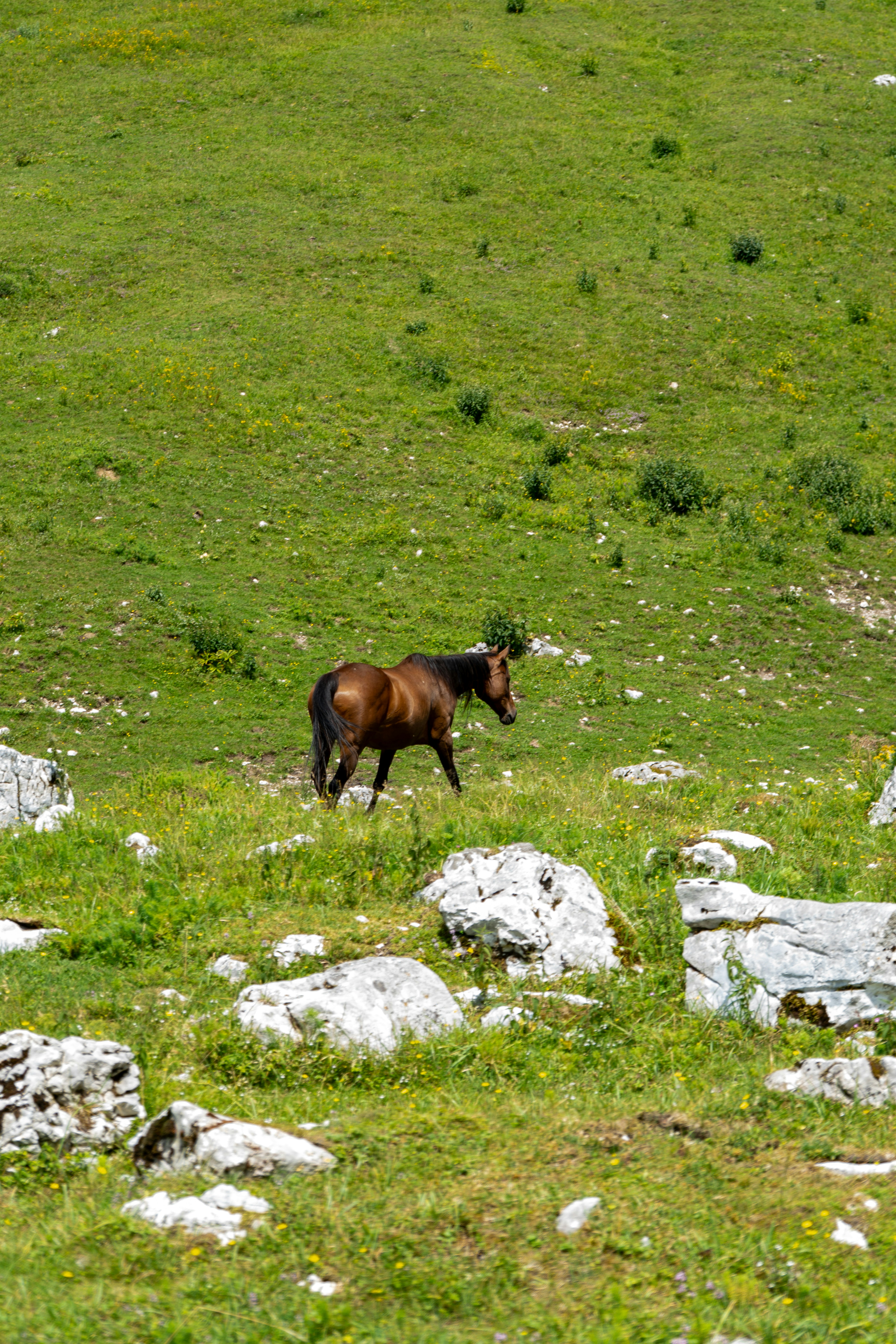 Horse grazing in a grassy field with rocks
