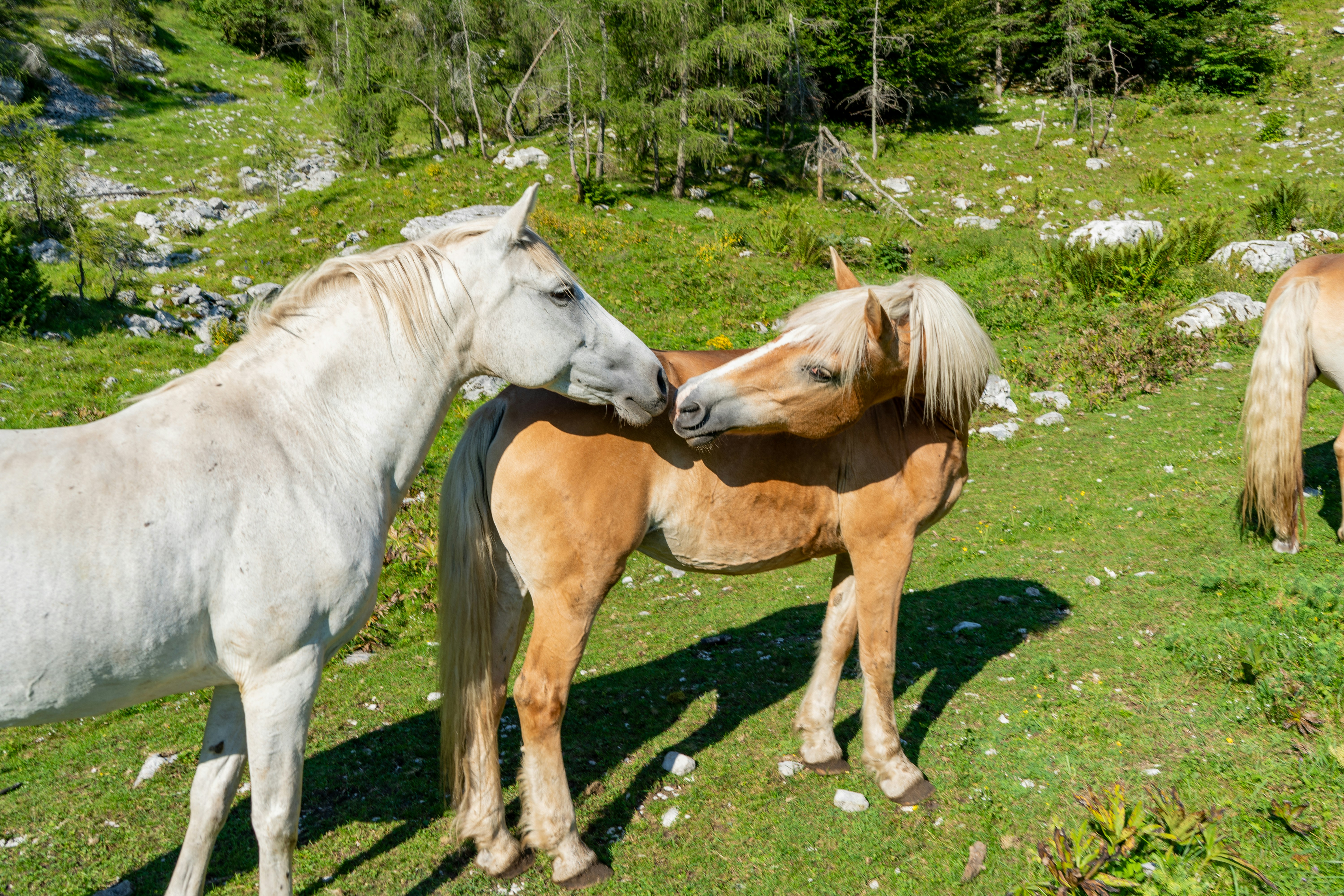 Equine Affection in Nature's Embrace
