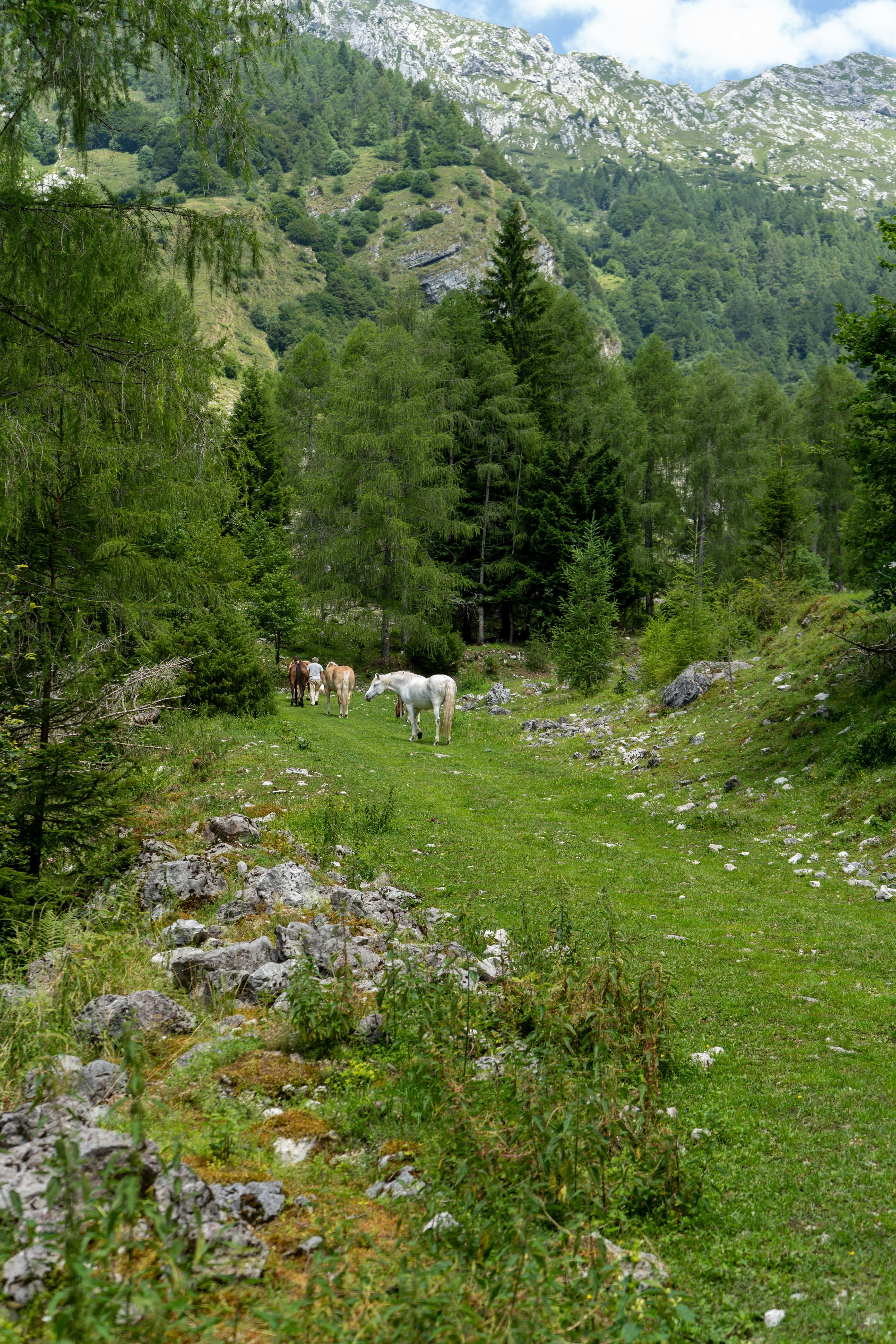 Horses grazing in a lush green mountain meadow.