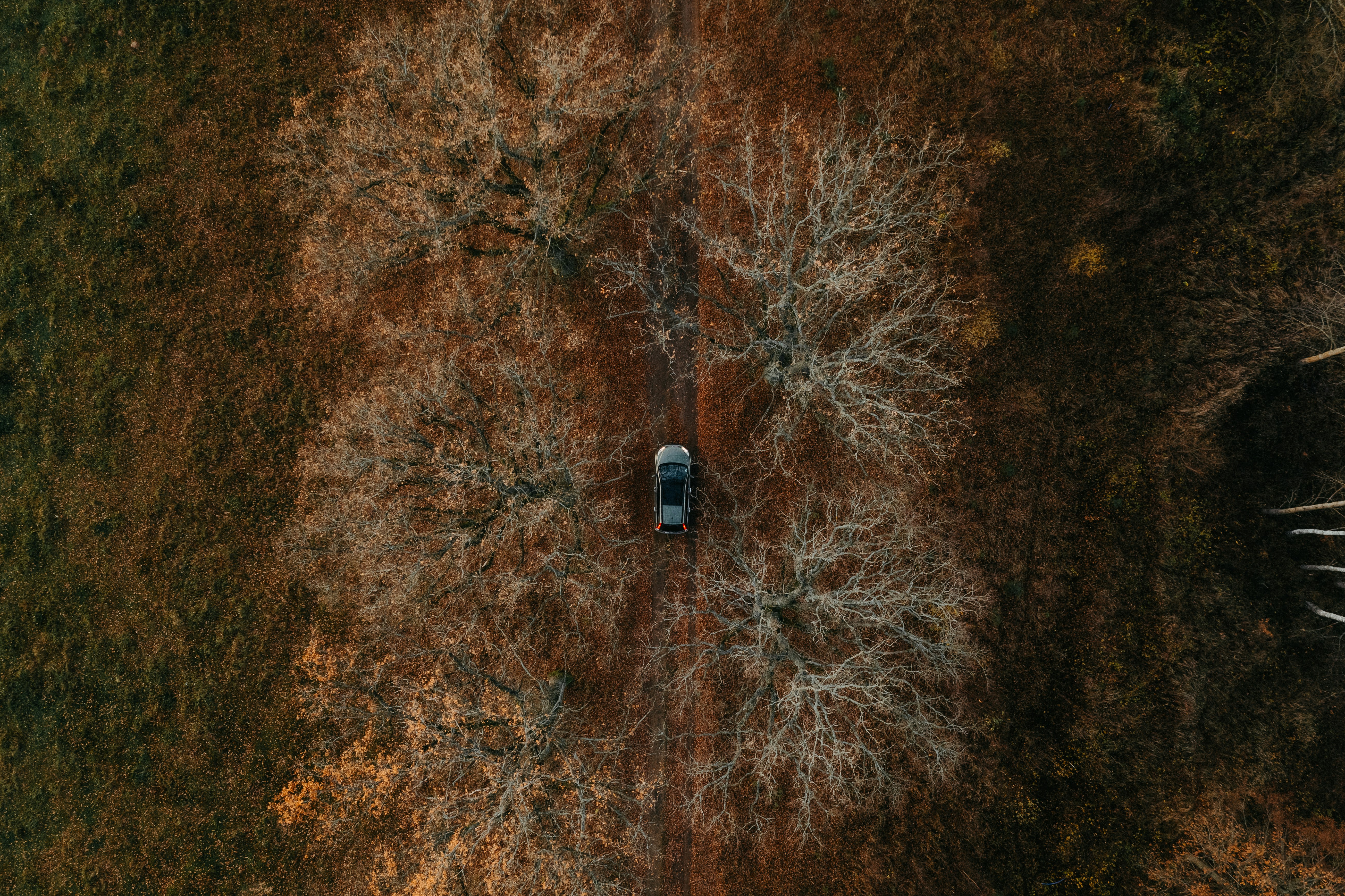 A solitary car navigates a winding path surrounded by barren trees in a tranquil landscape. The earthy tones create a serene atmosphere.