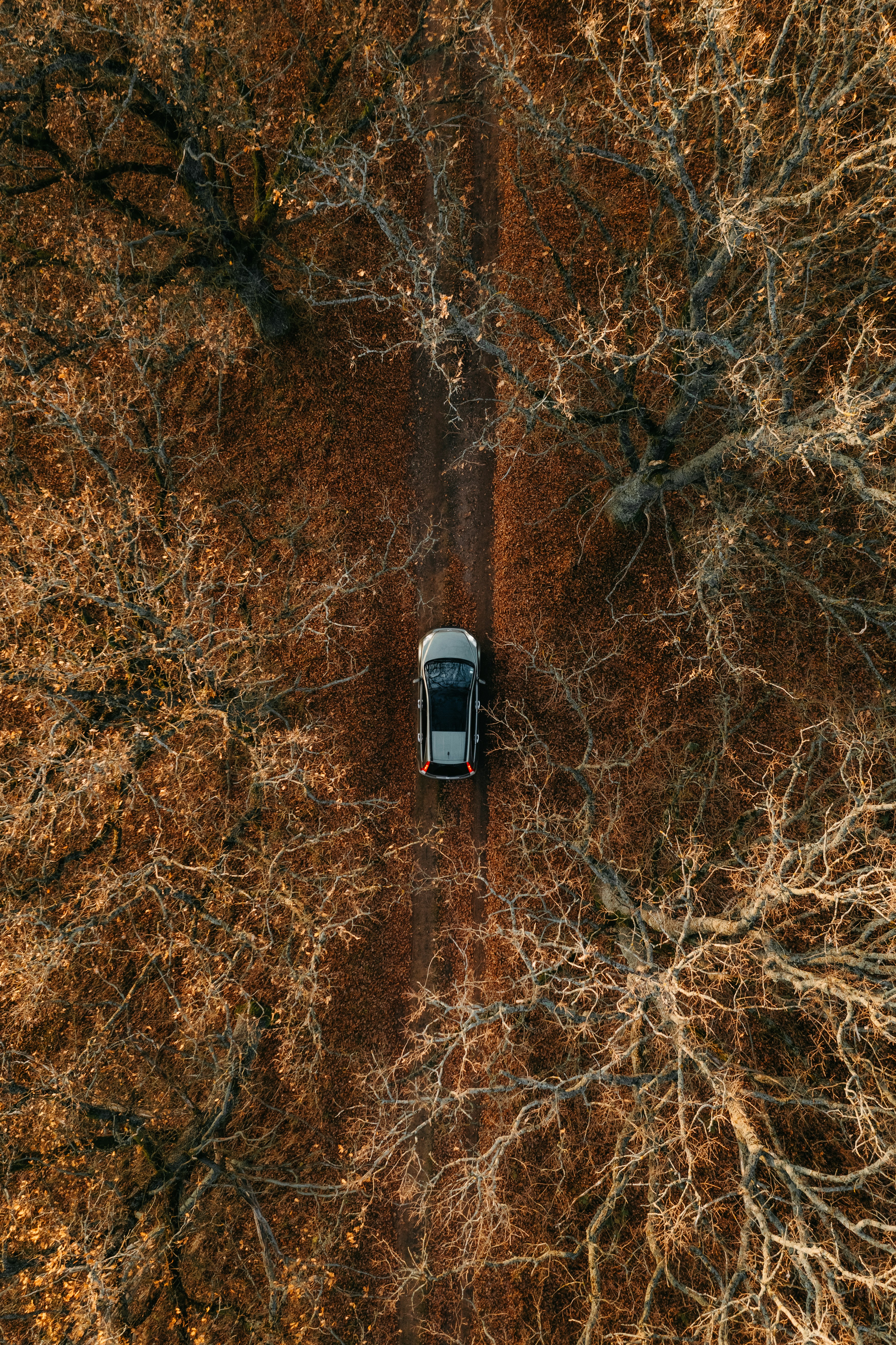 Car driving on a dirt road through autumn trees