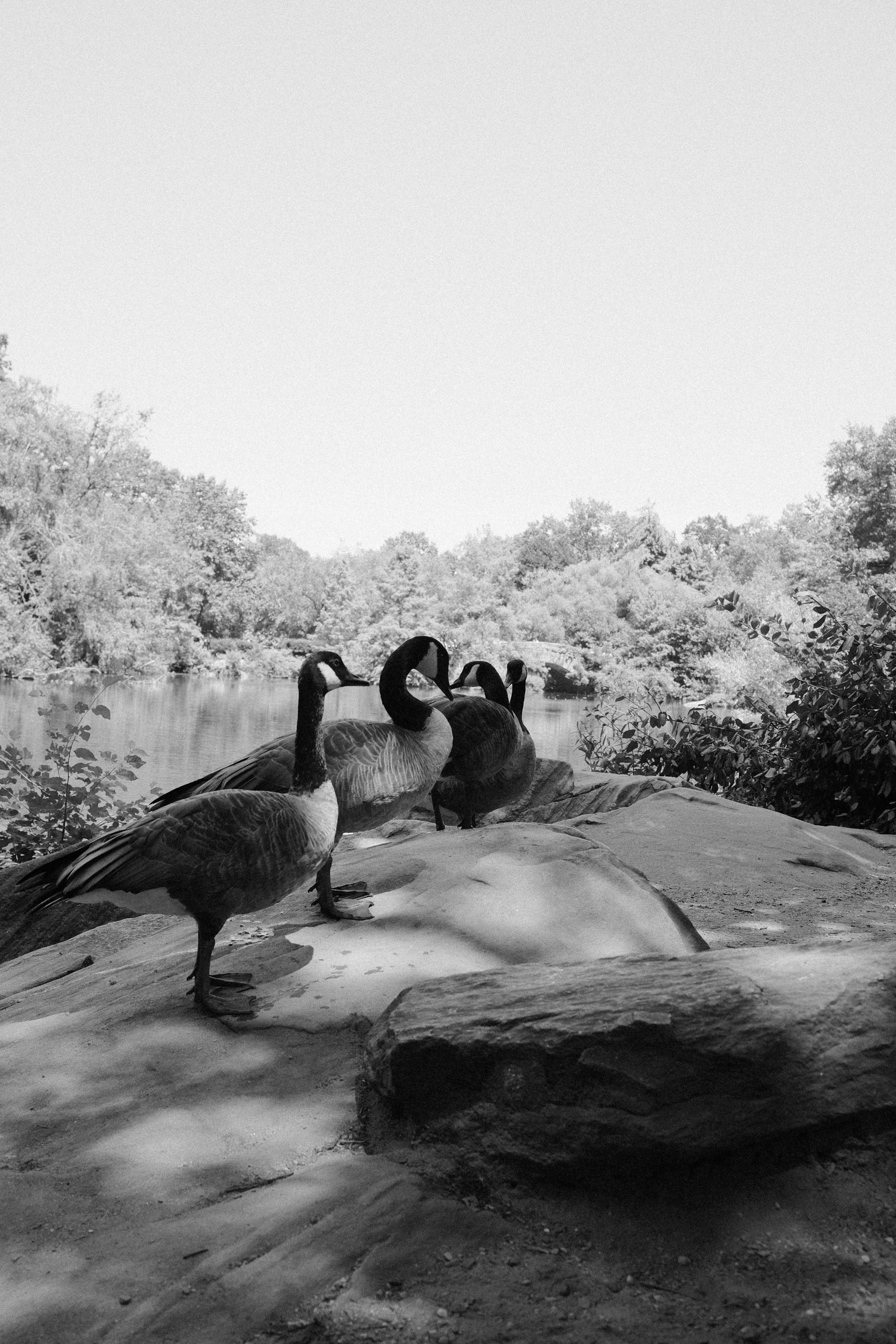 Geese stand on rocks near a body of water.