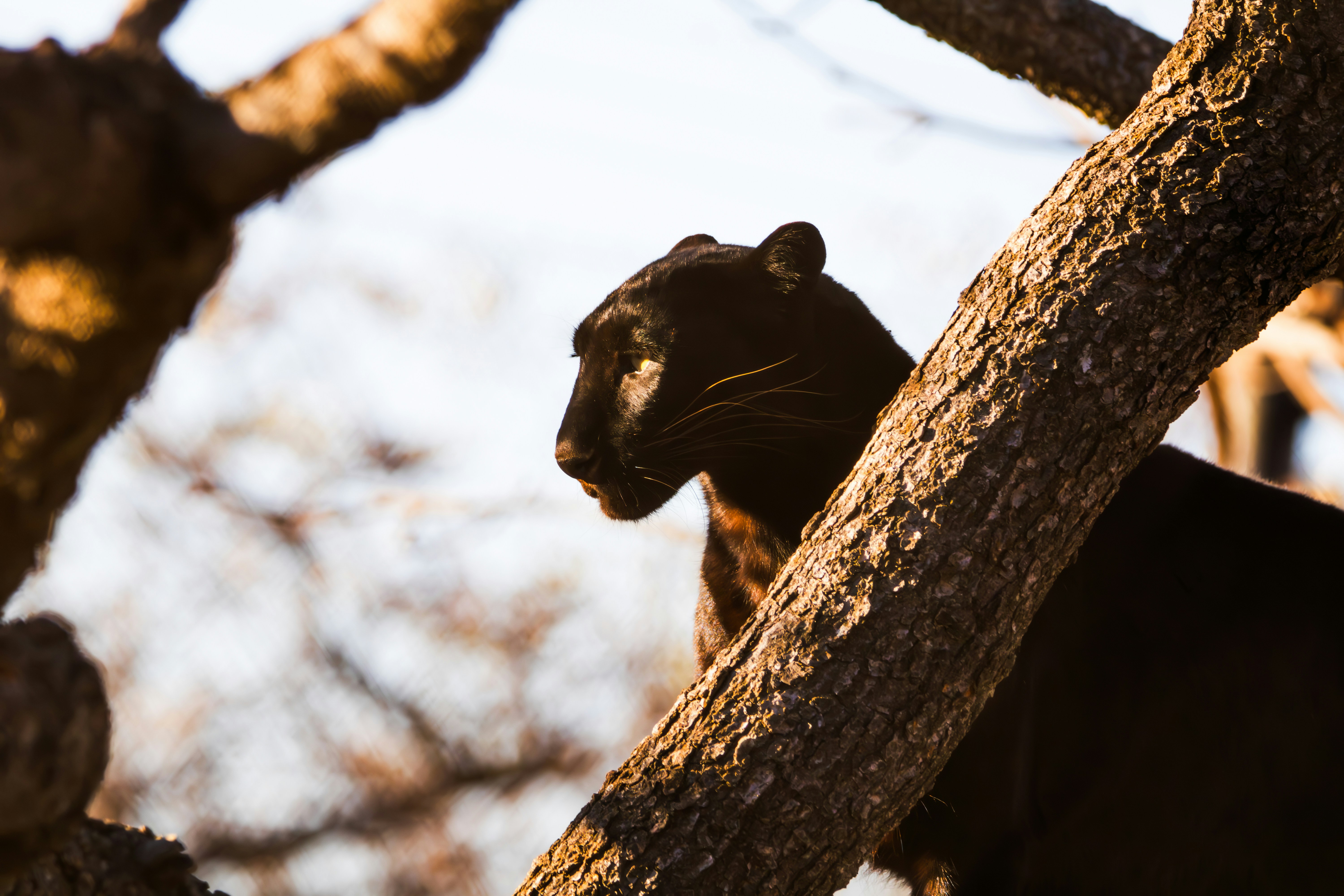 Shadowed Elegance: The Panther's Poise