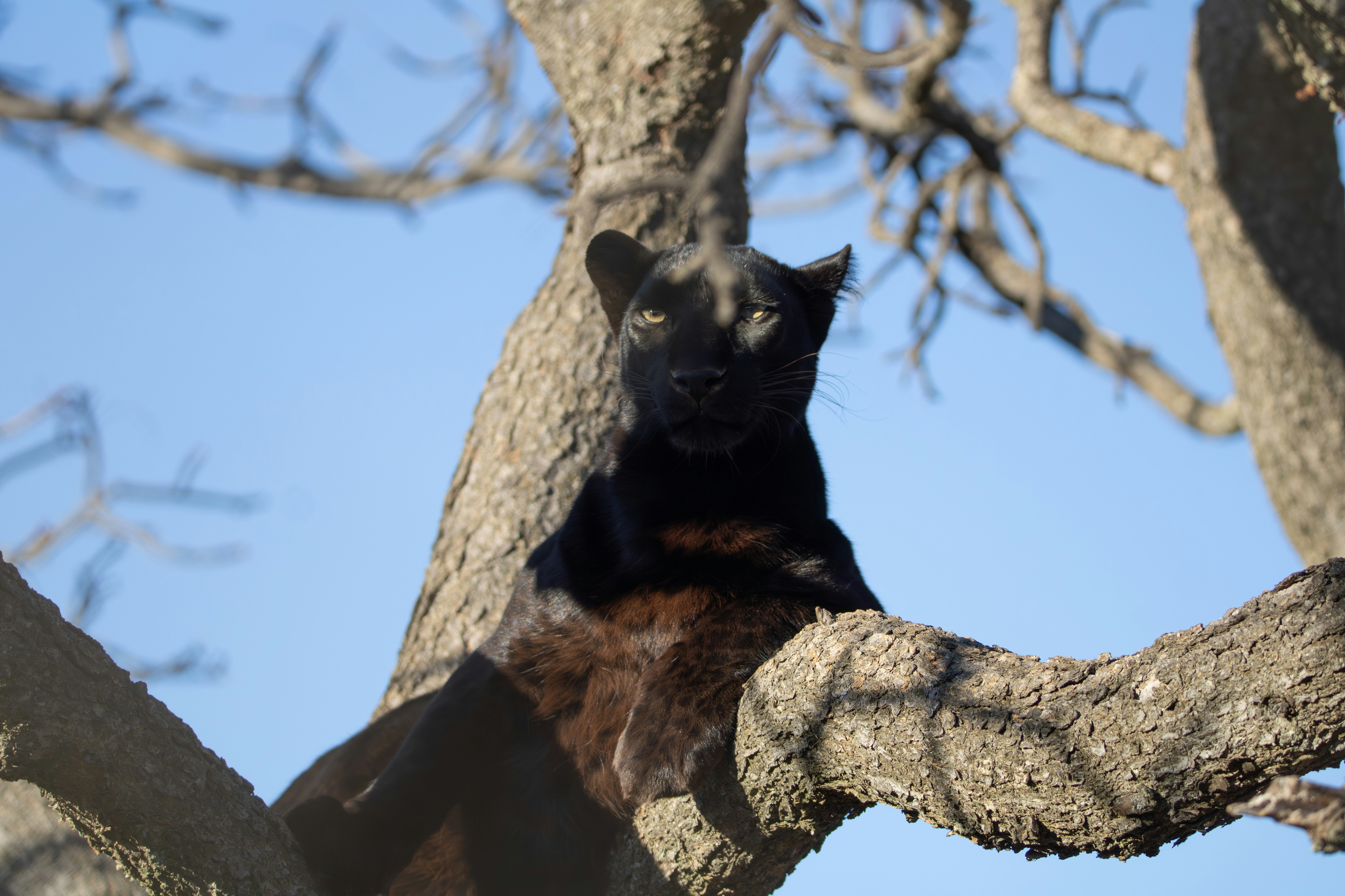 Silent Sentinel of the Canopy