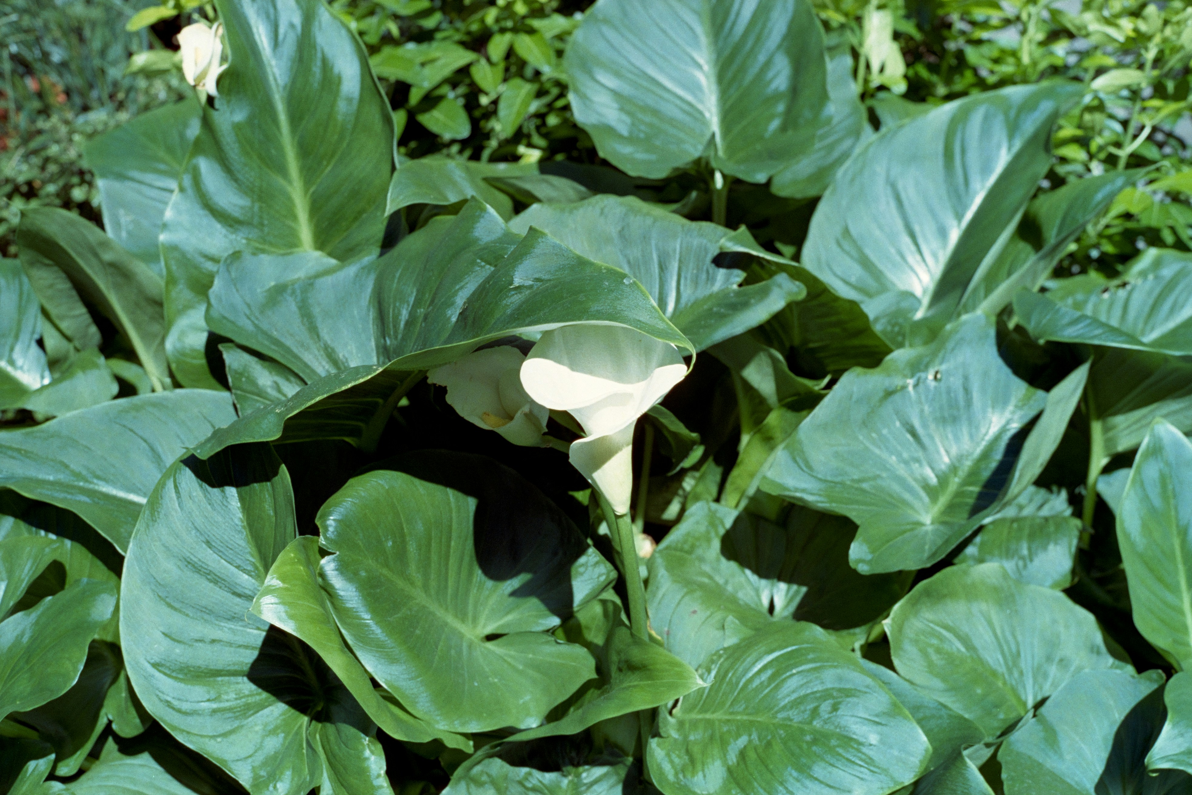 Emerald Ground: A White Calla Among Broad Leaves