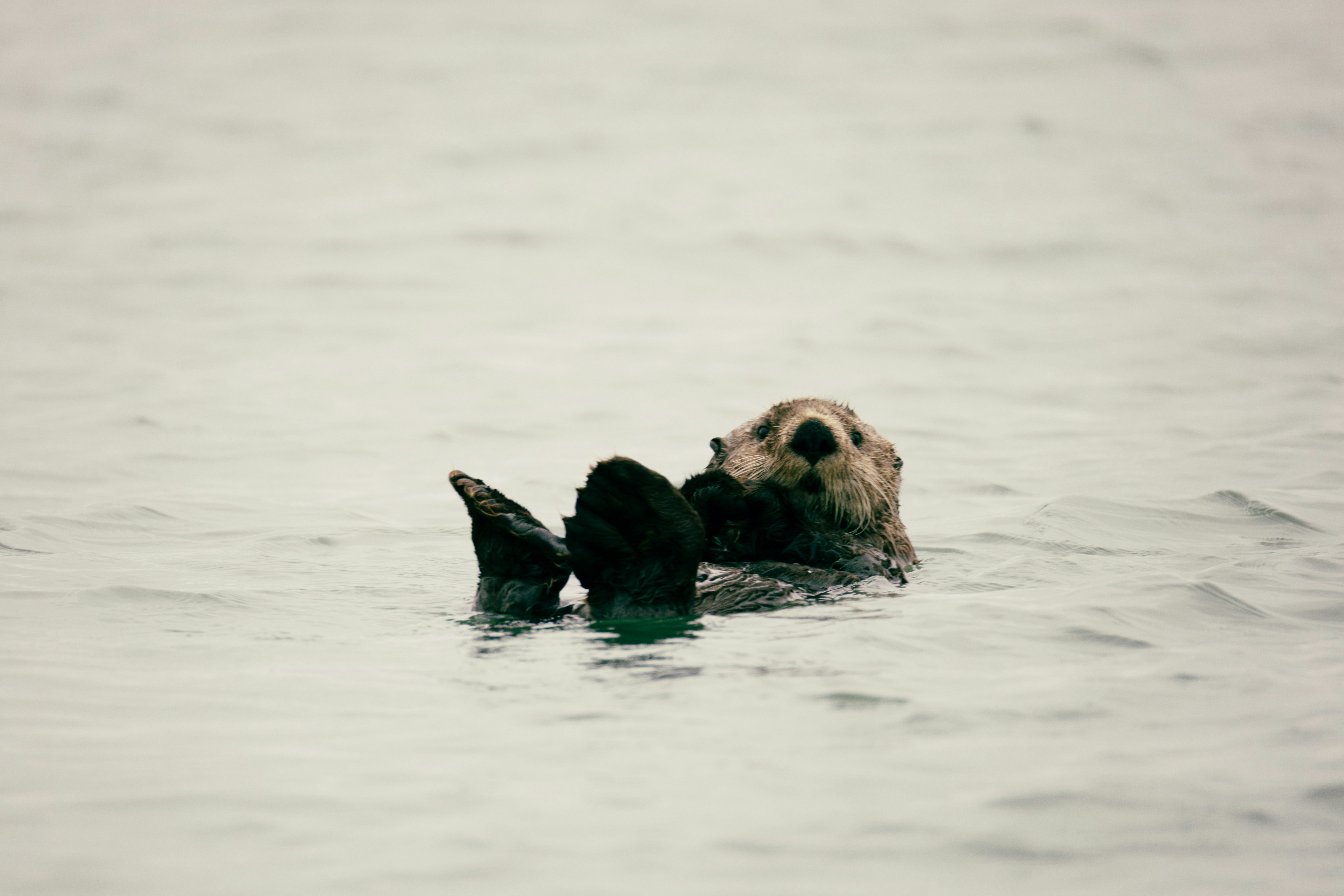 Sea otter floating on its back in calm waters, holding a shell in its paws. The tranquil setting highlights the creature's playful nature.
