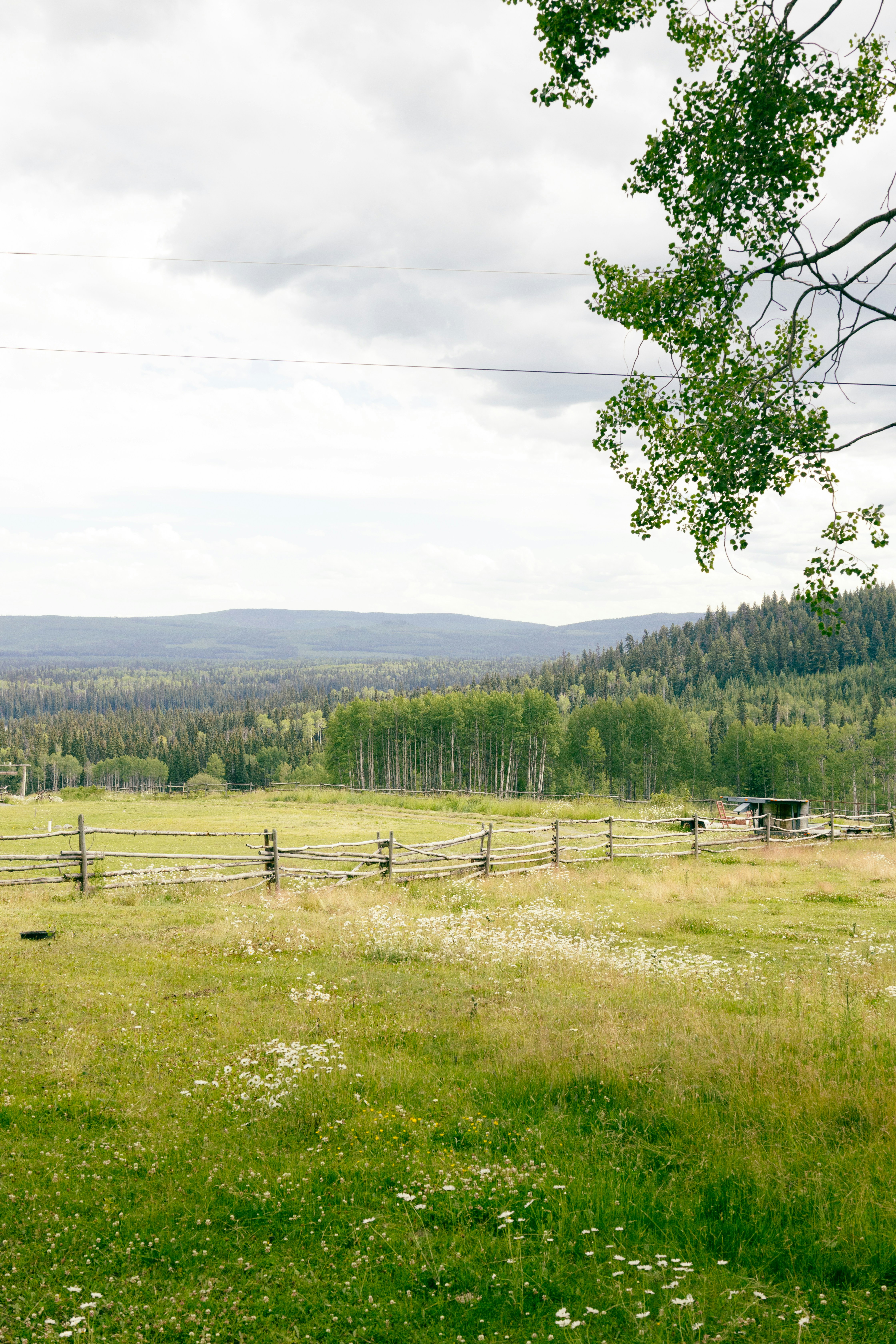Canadian Landscape | Green field with trees and distant mountains under cloudy sky.