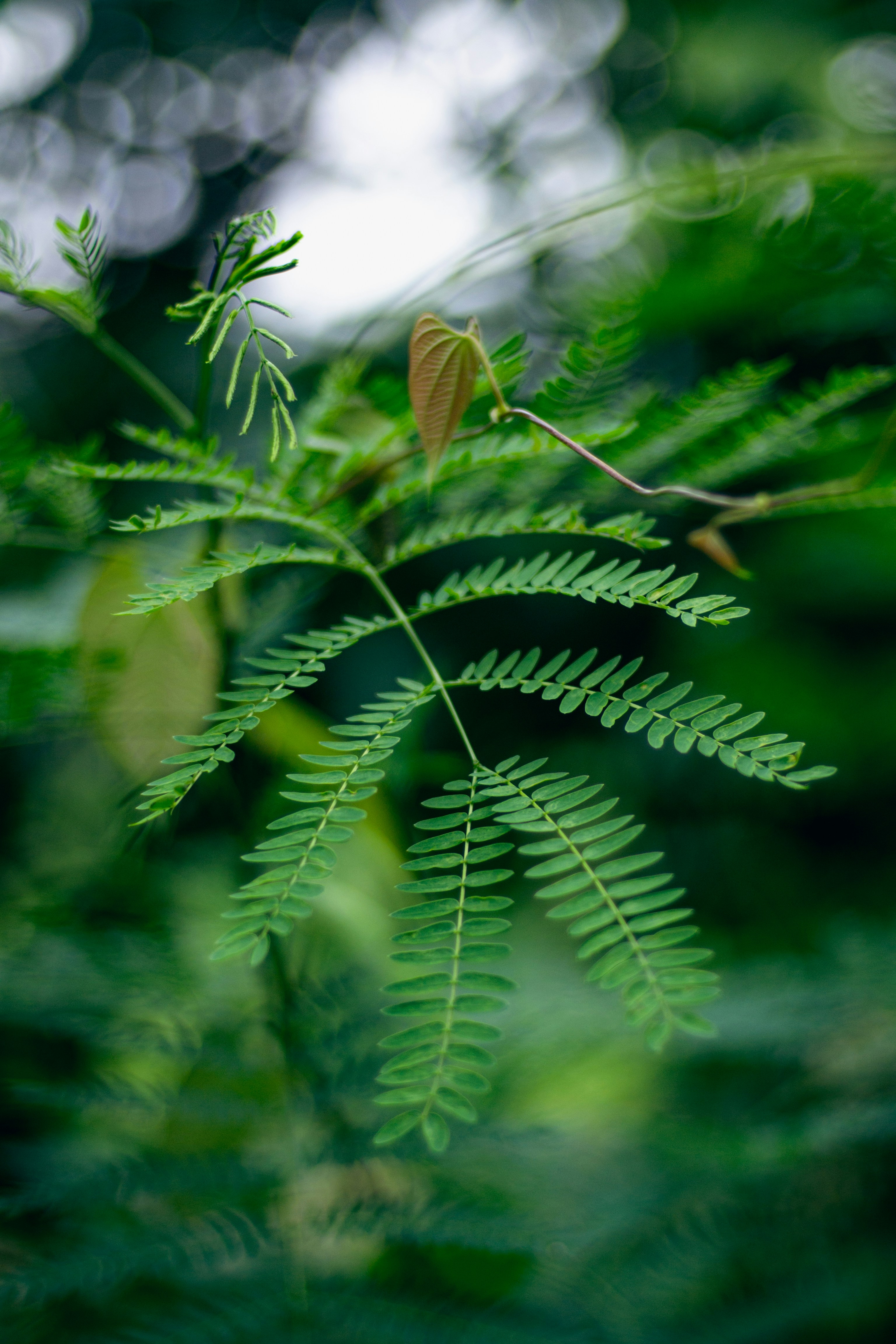 Green fern frond with blurred background