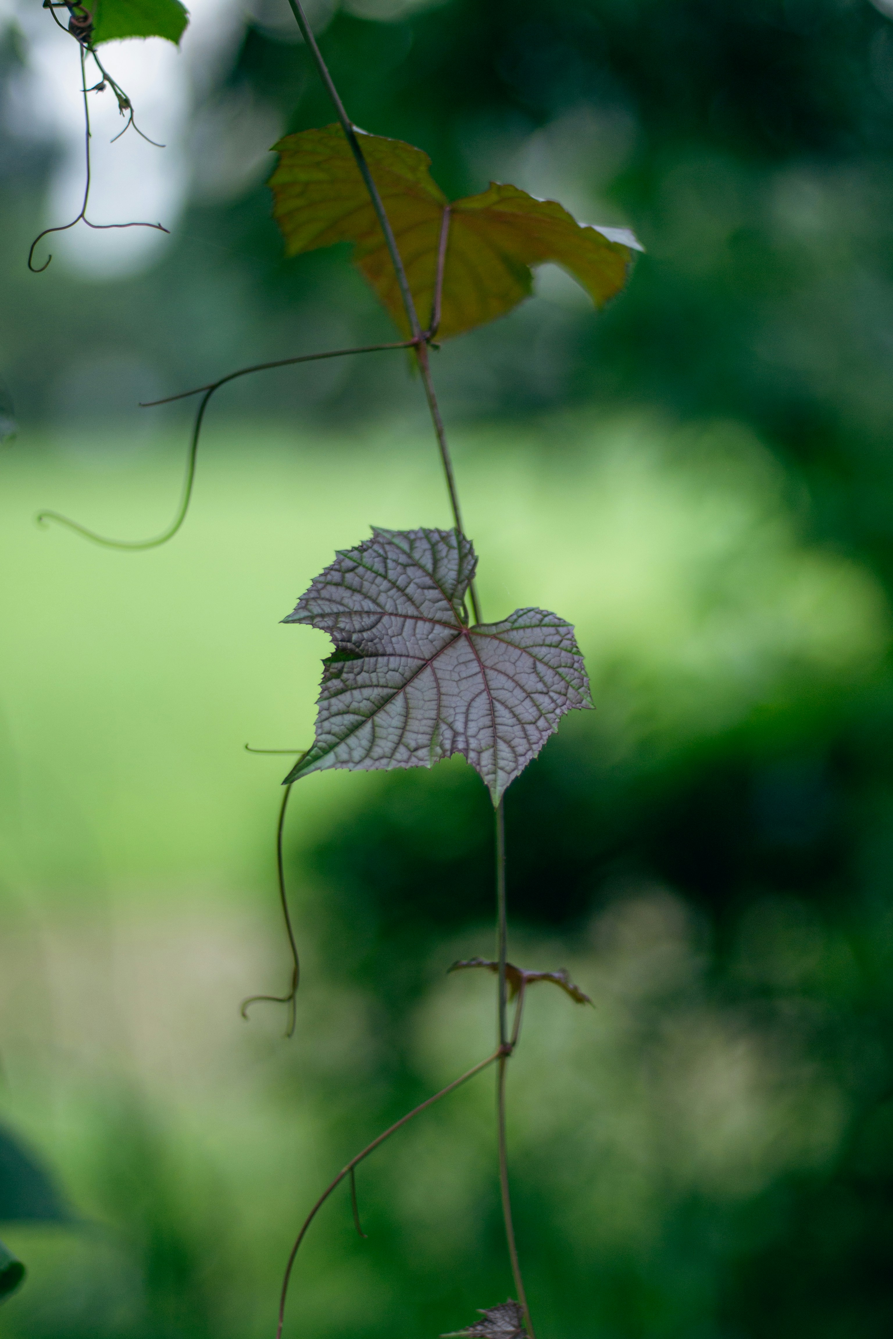 Whispers of Nature: The Elegance of a Leaf