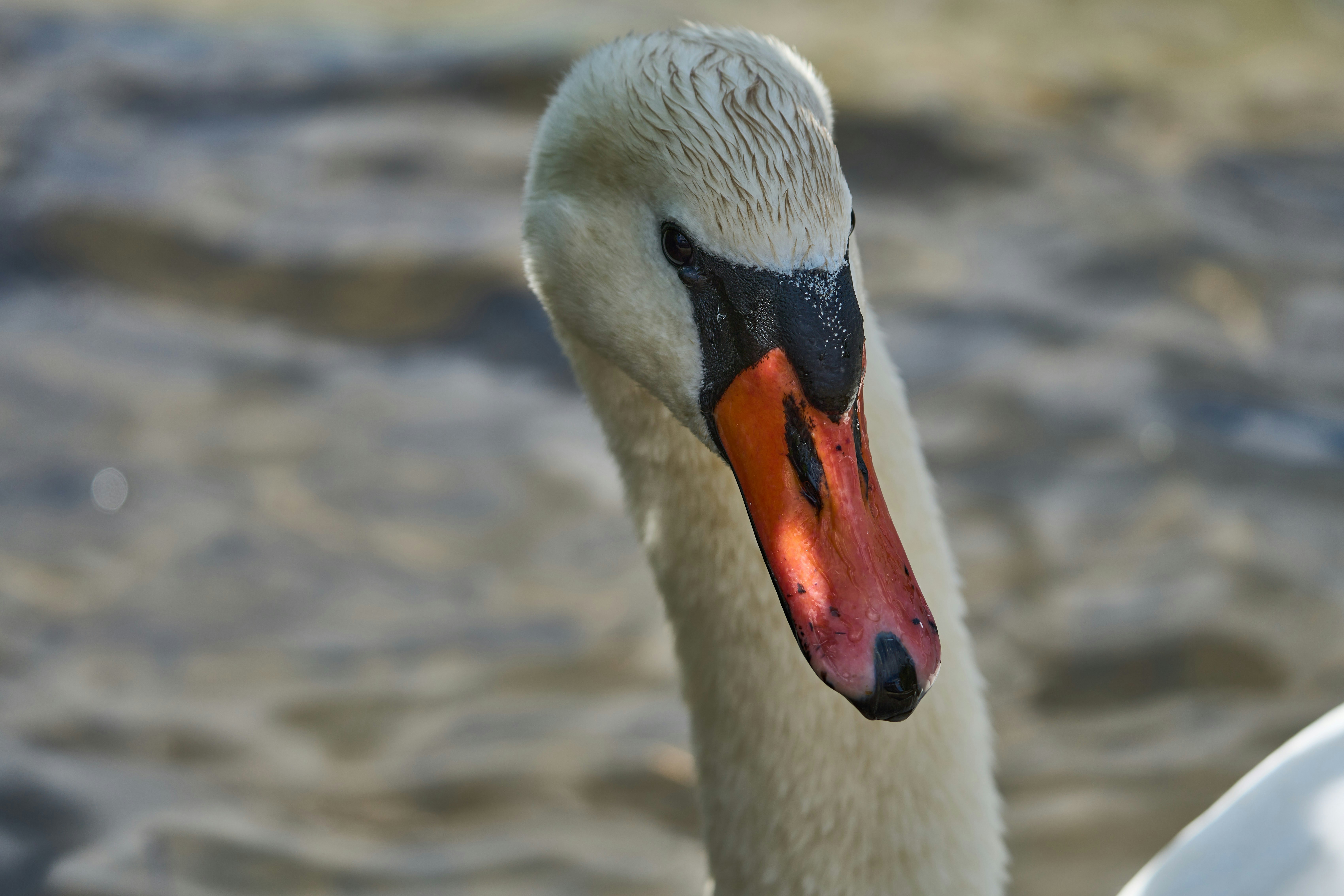 A swan with an orange beak looks forward.