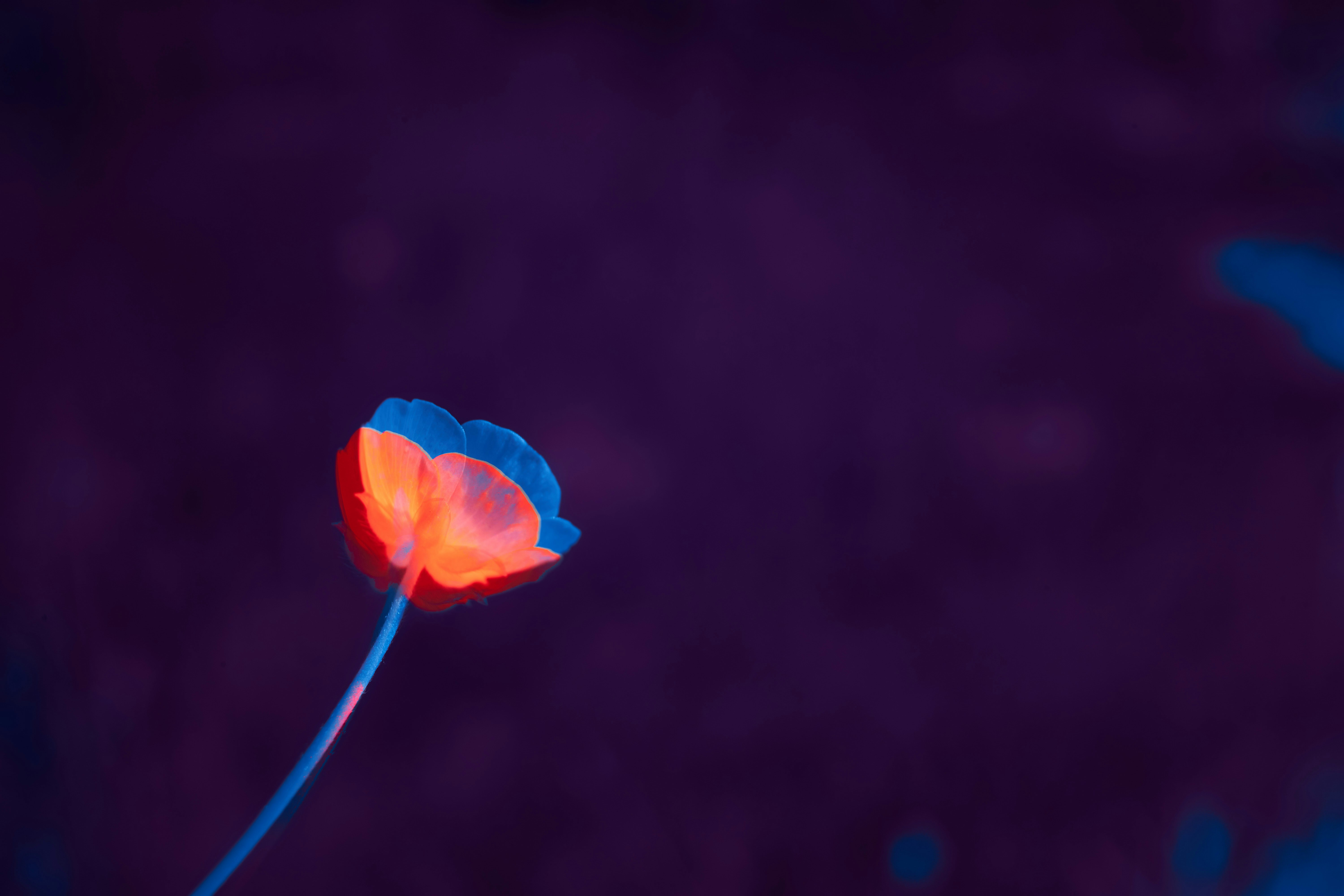 Ethereal Blossom: A Dance of Color