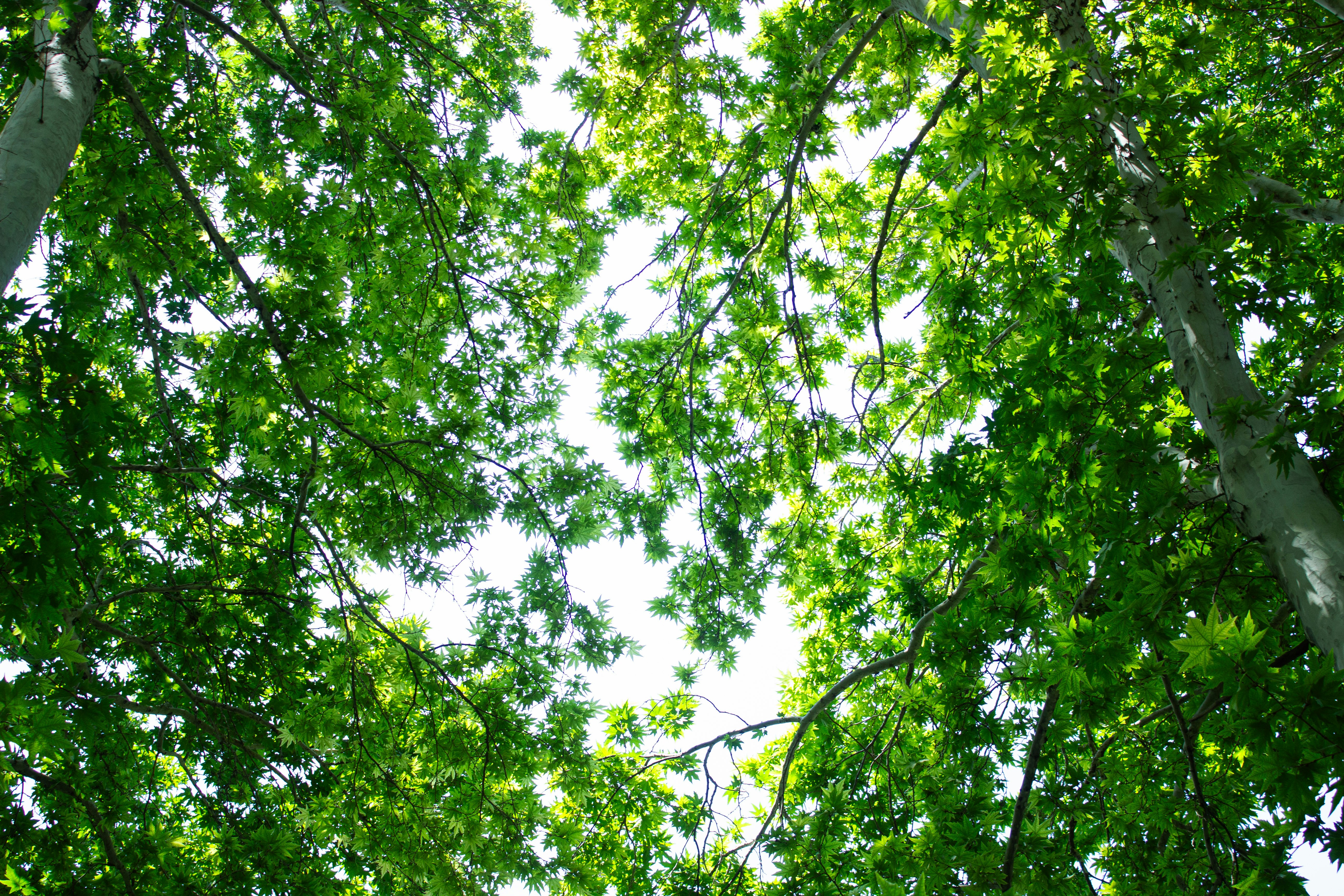 Looking up through green leaves towards bright sky