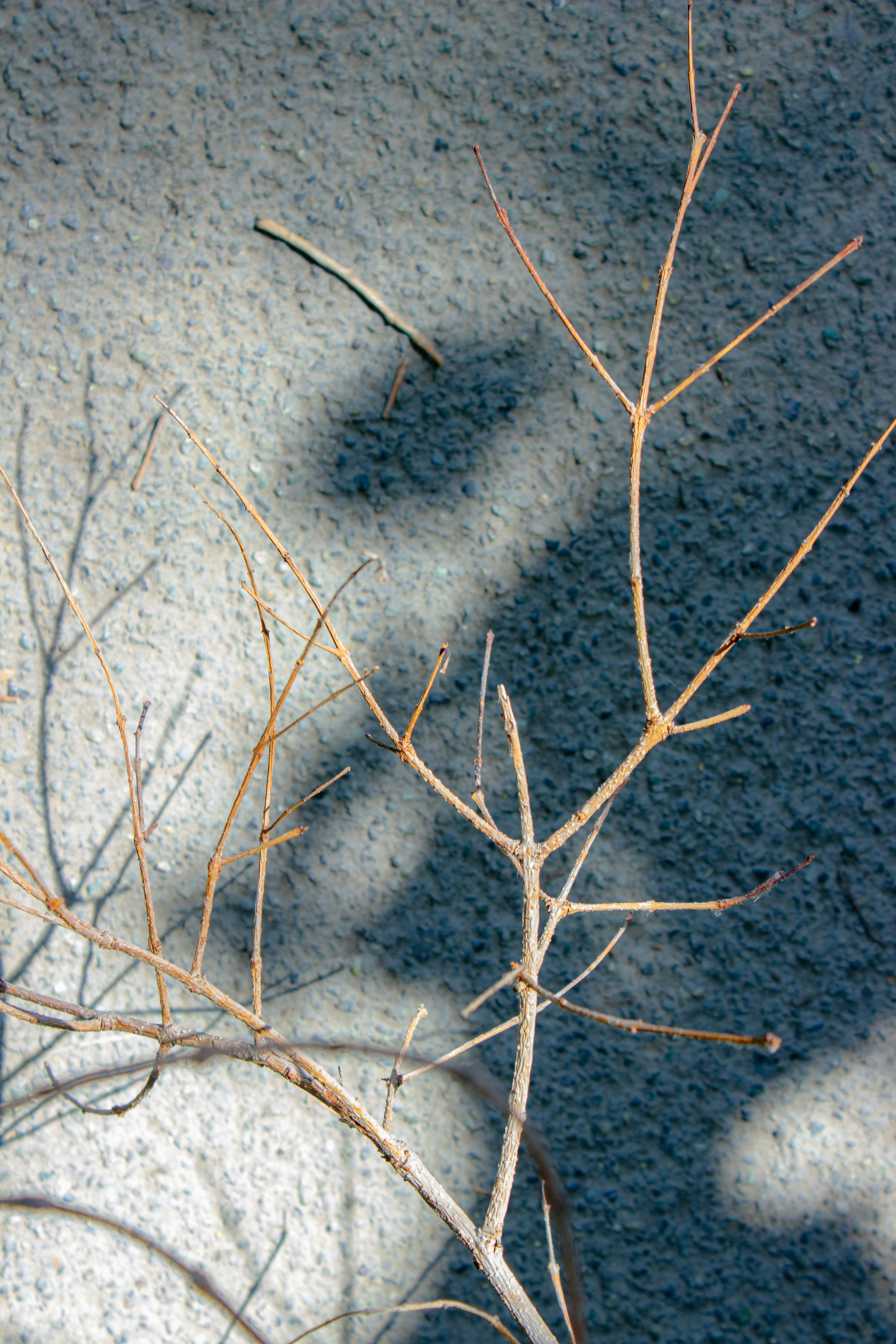 Dry branches with shadows on a textured surface.