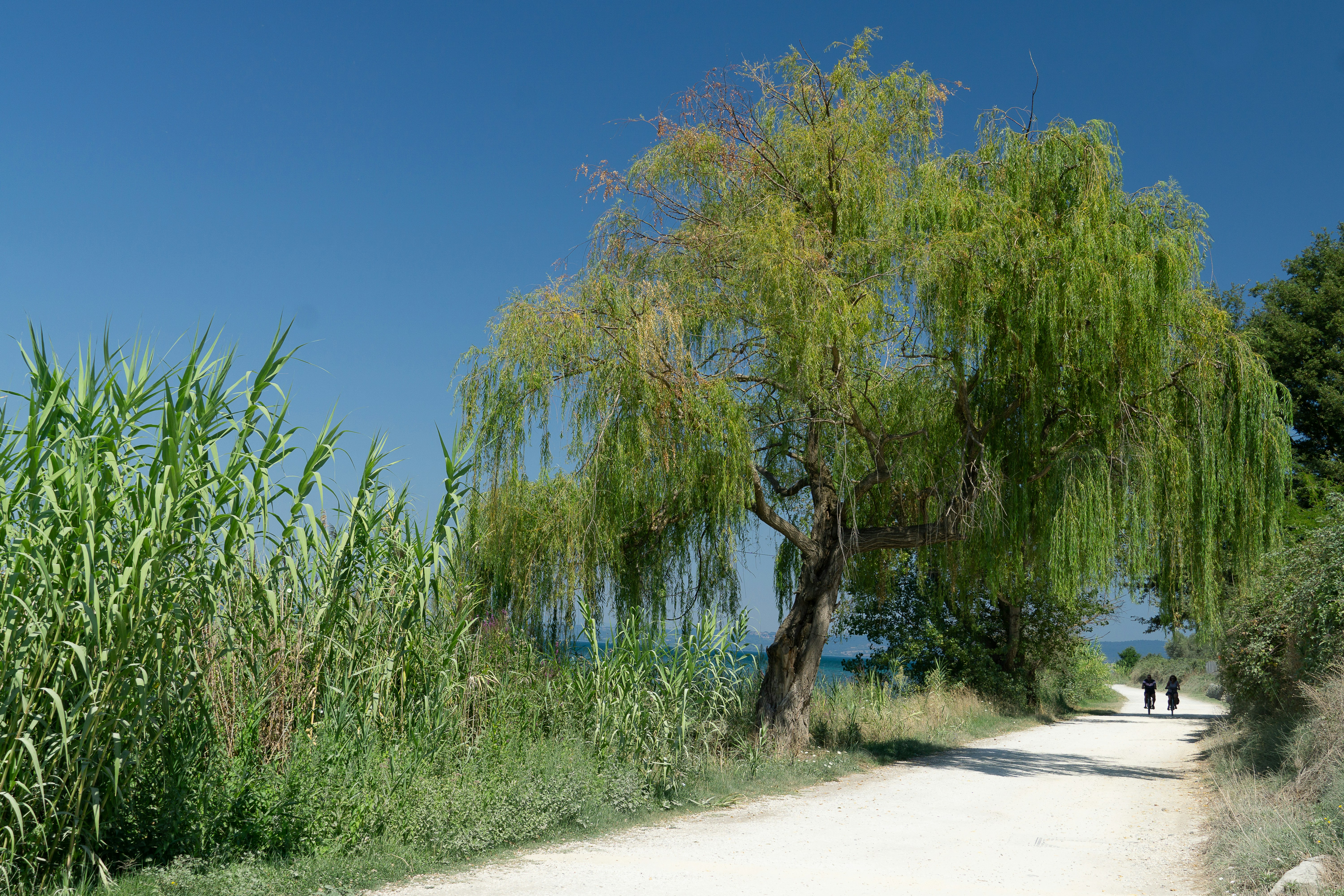 A winding dirt path flanked by tall grasses and a weeping willow tree, inviting exploration in a tranquil landscape.