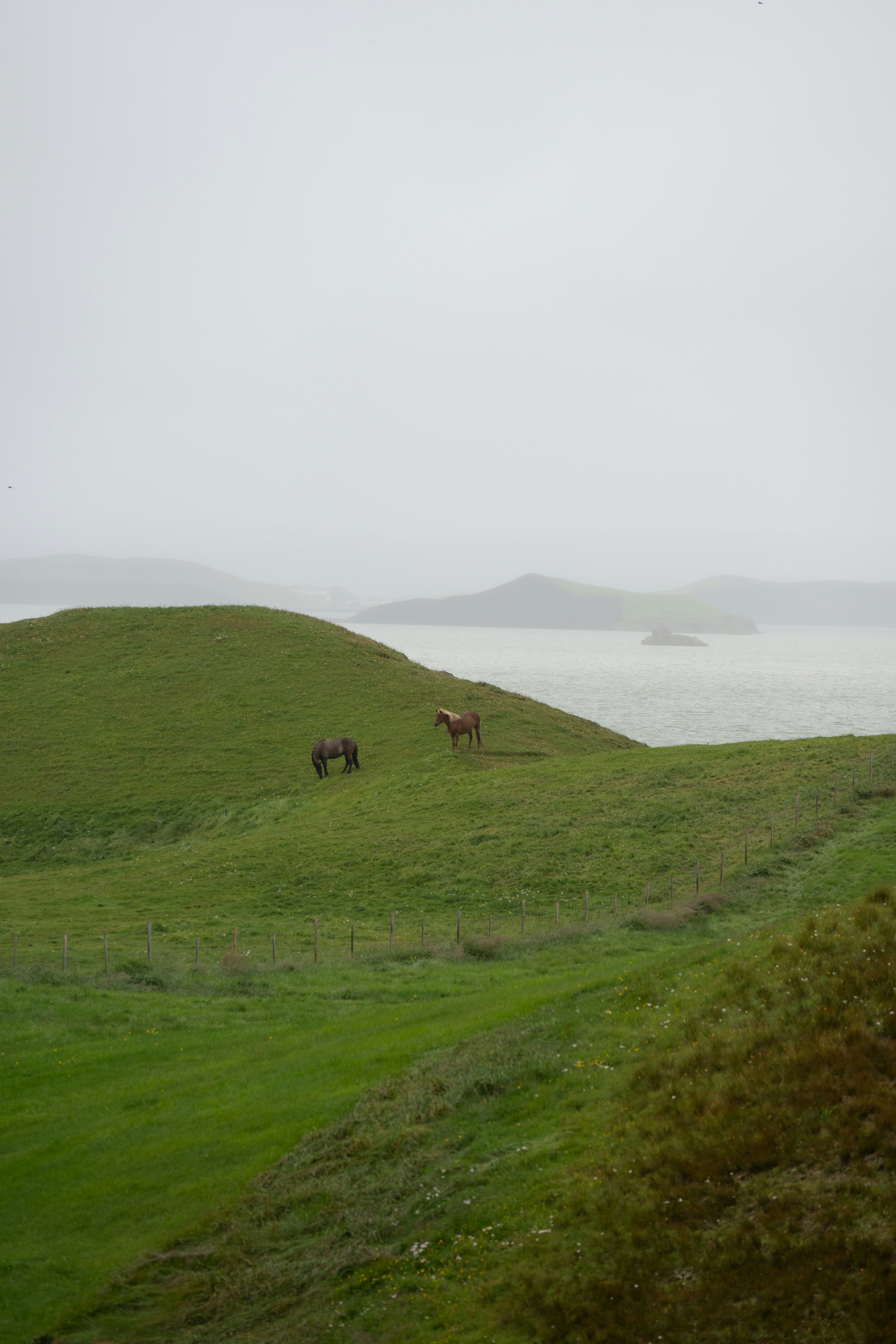 Equine Serenity on Rolling Green Hills