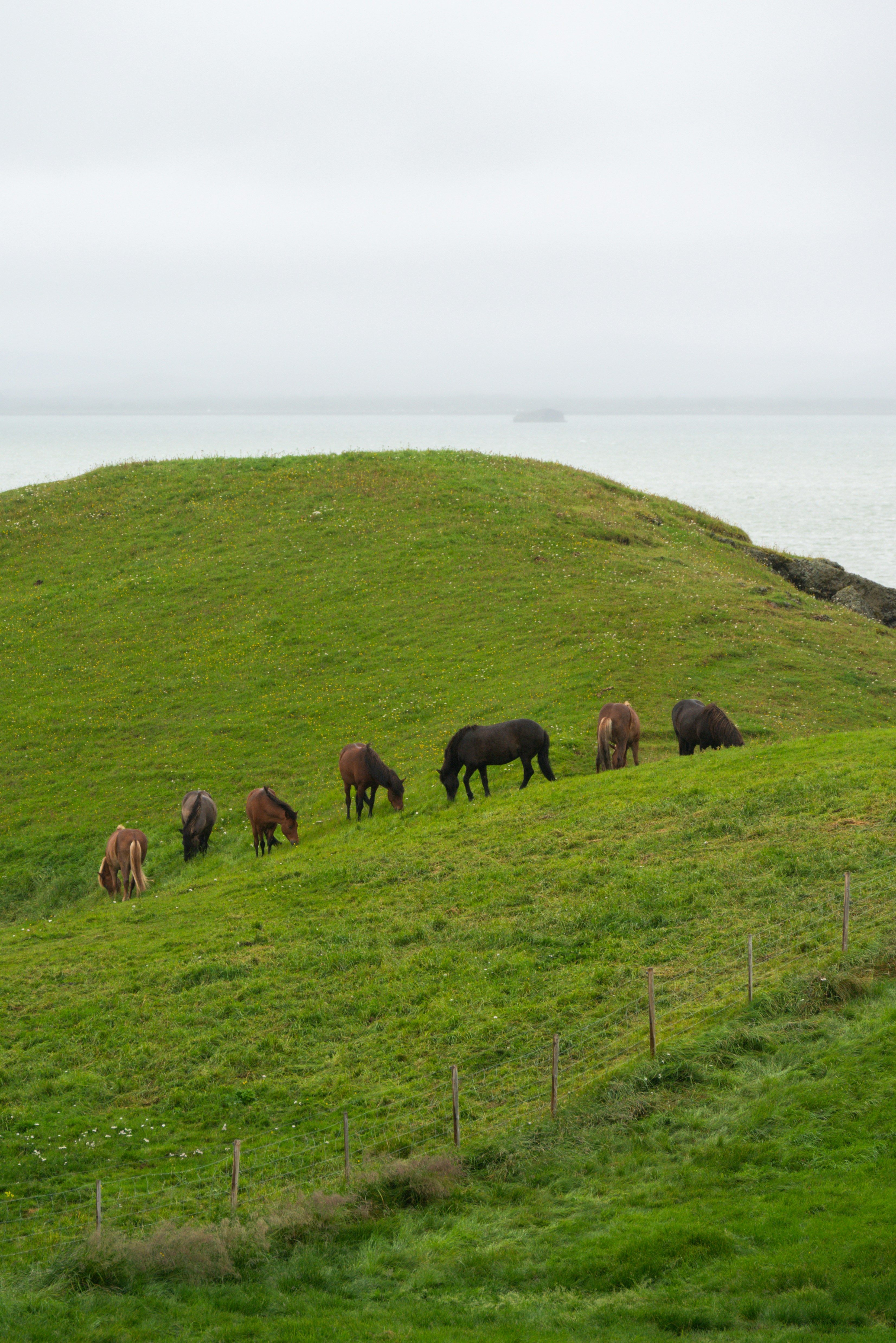 Harmony of Nature: Grazing in Tranquility