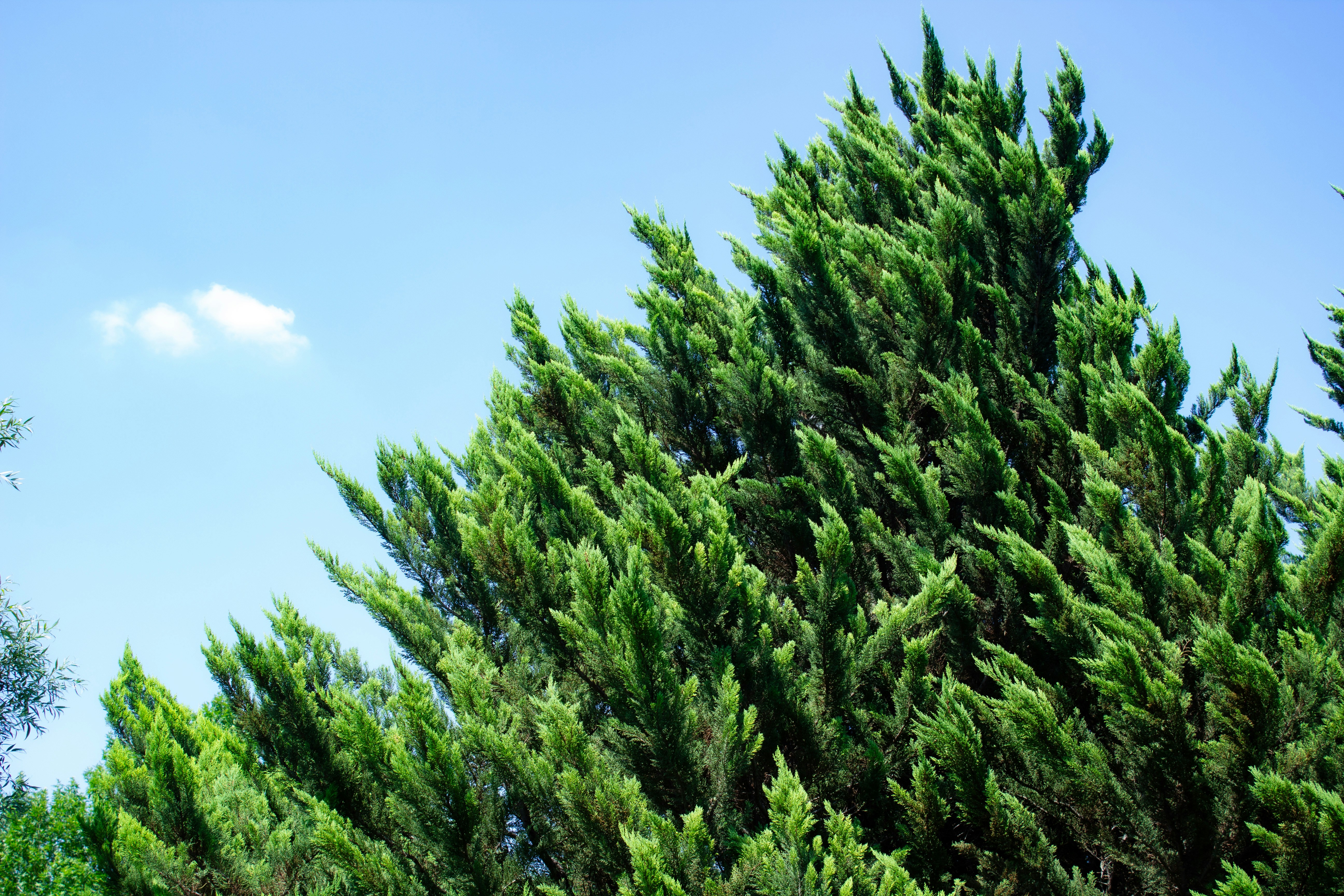 Green evergreen tree branches against a blue sky