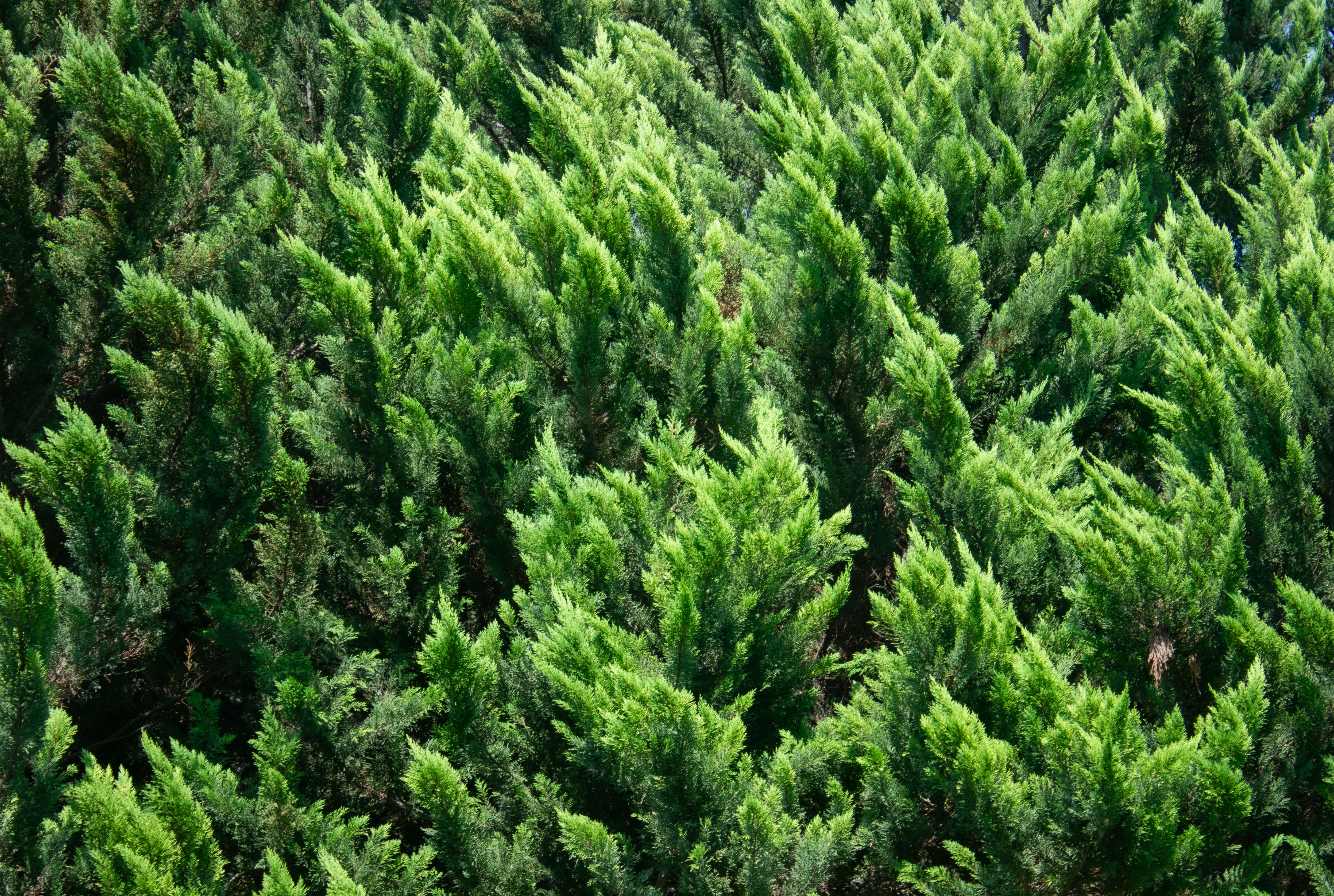 Verdant Waves of Nature's Canvas