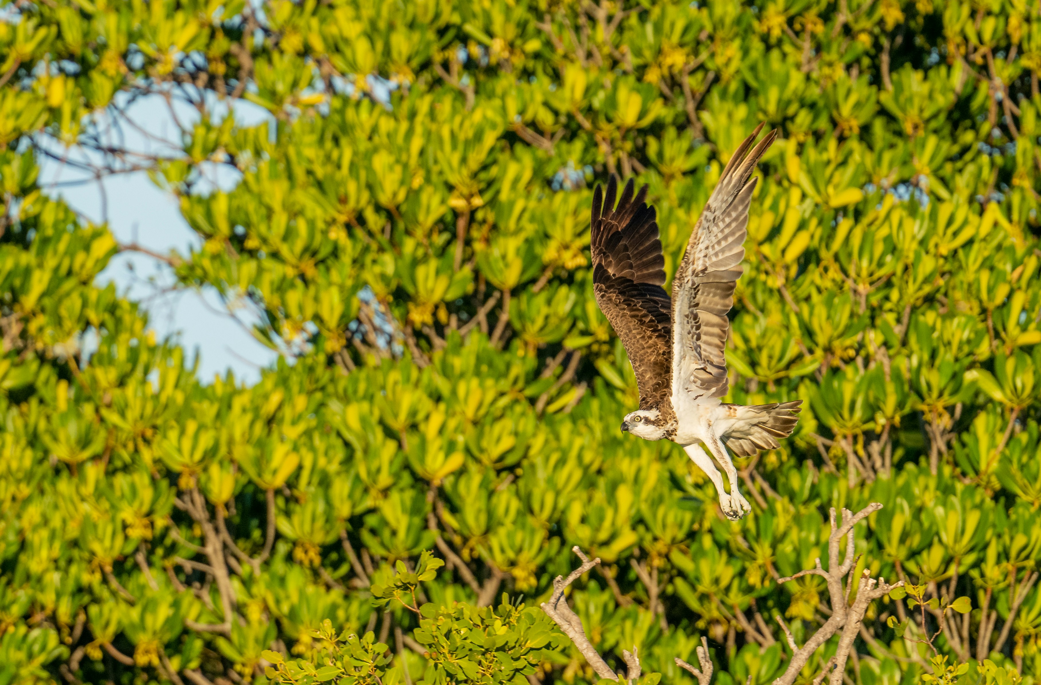 Graceful Ascent: The Osprey's Flight