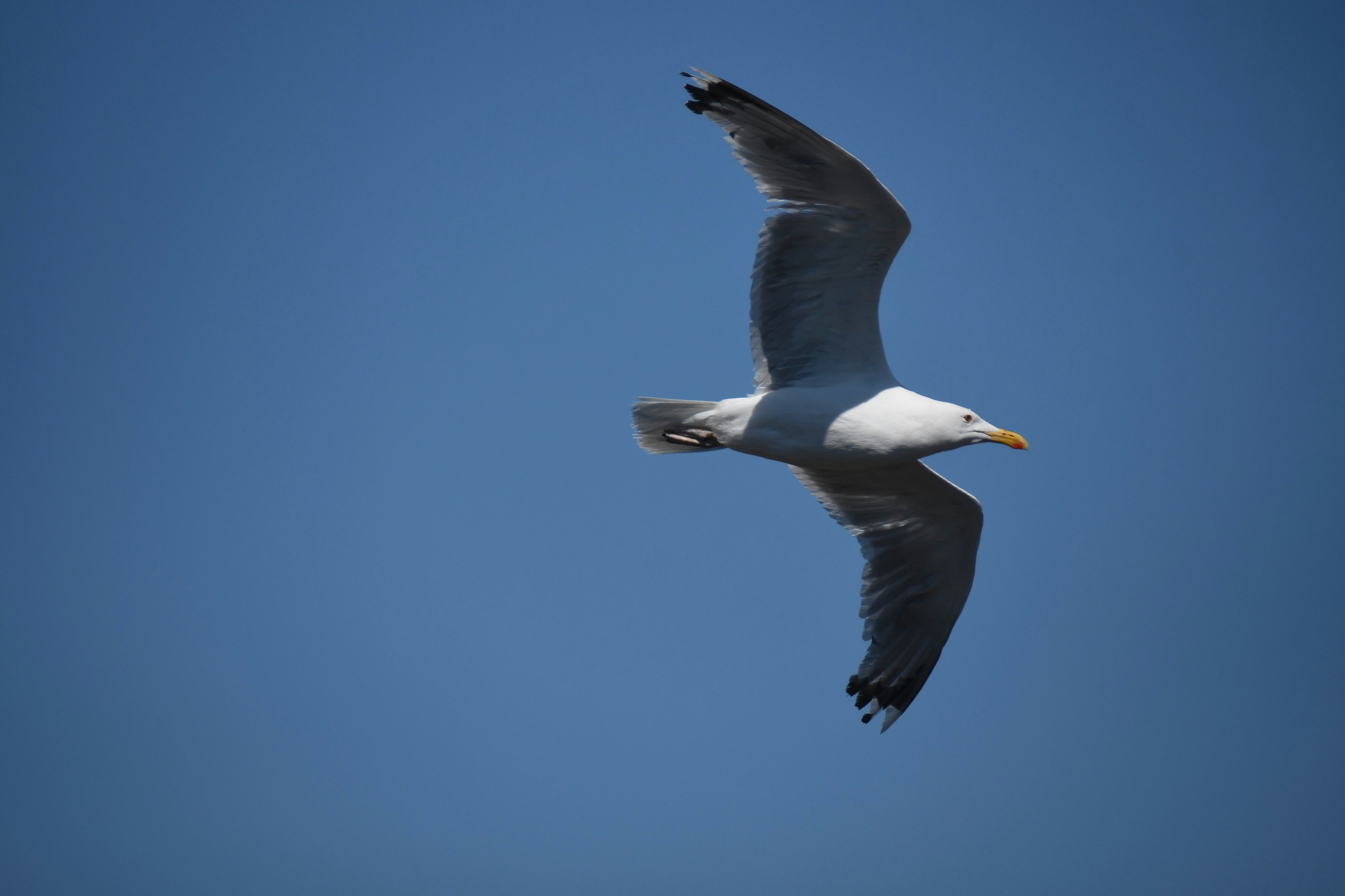 A seagull soars against a clear blue sky