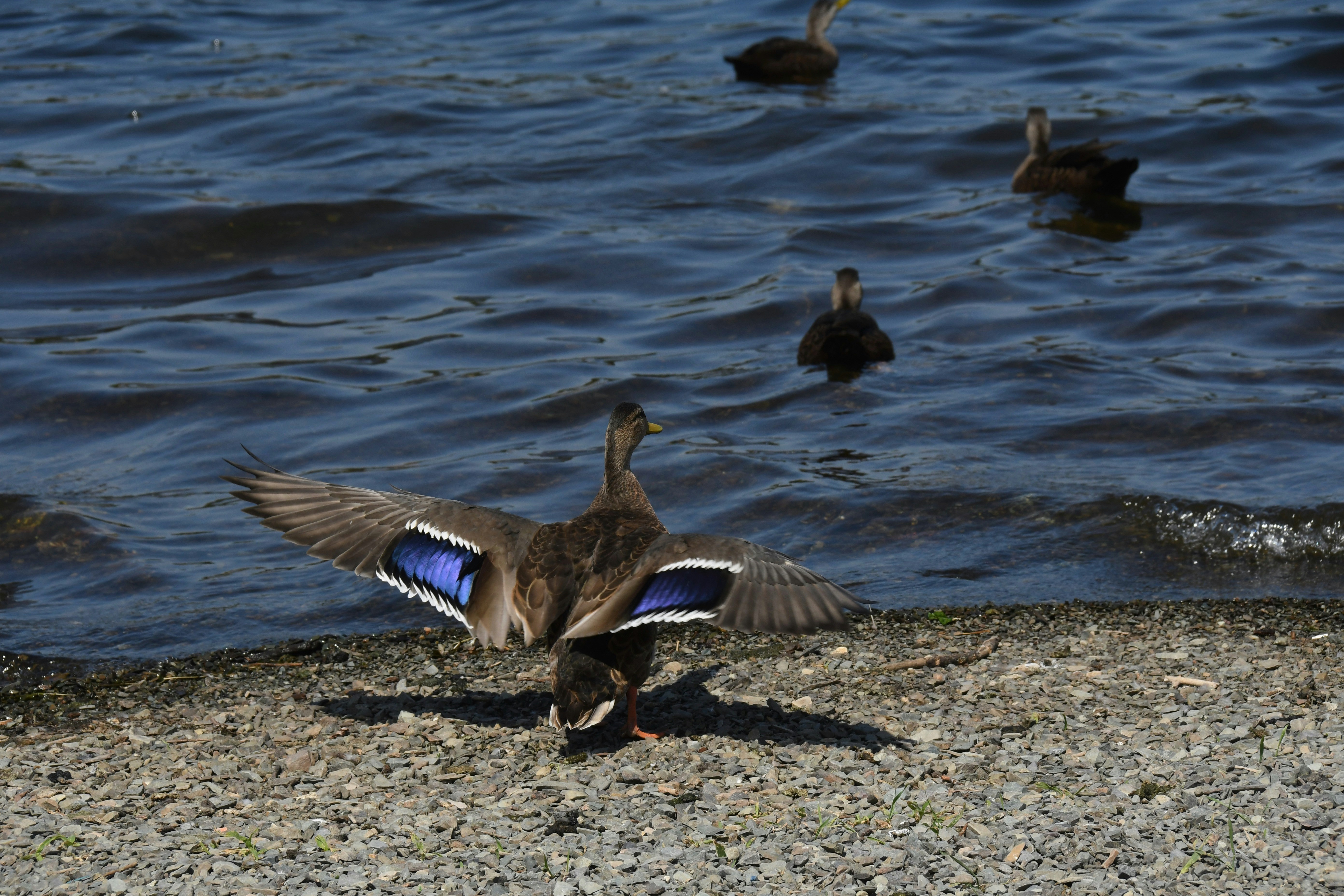 Winged Landing: A Duck Unfolds Its Blue-Outlined Wake on Pebbled Shore