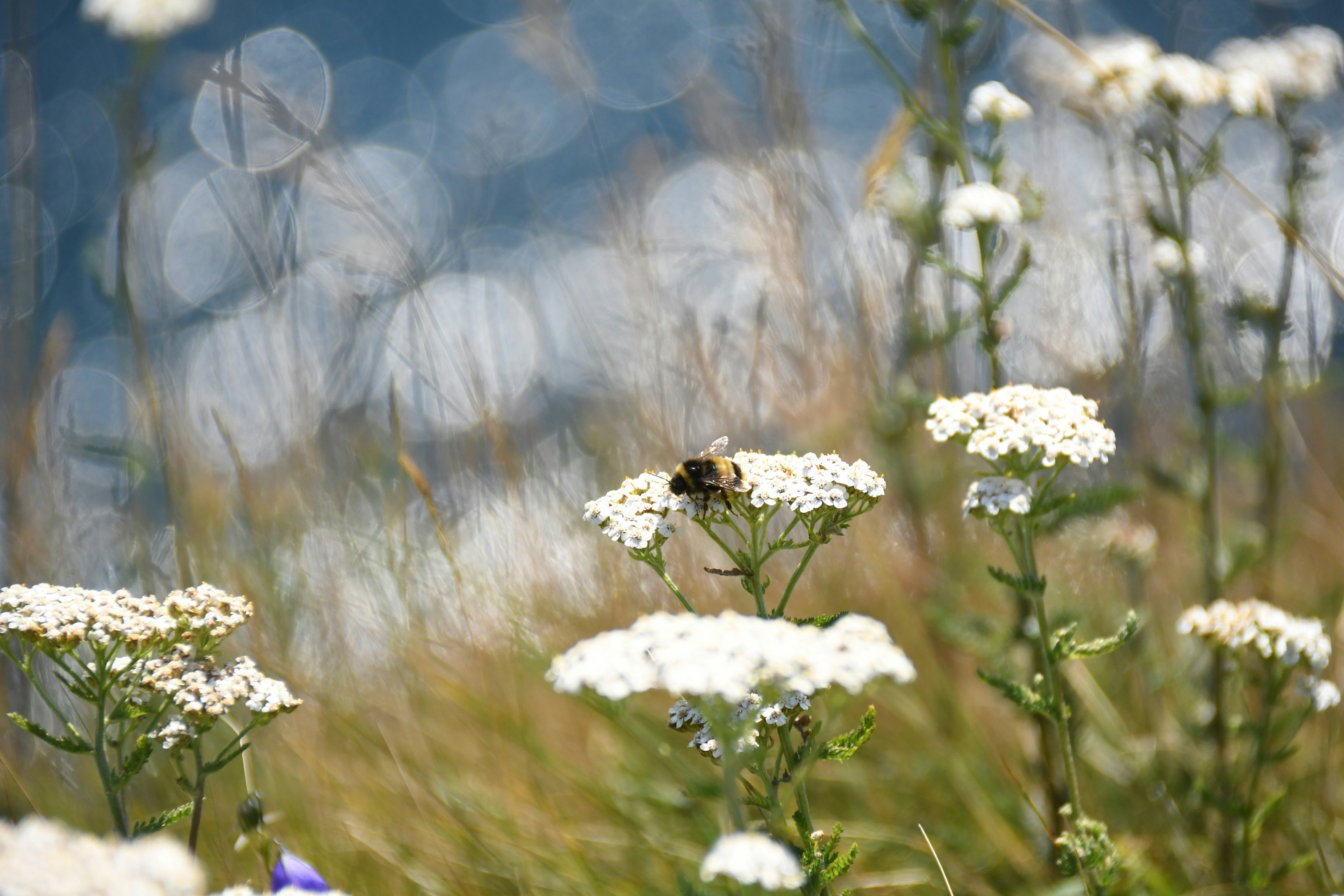 Nature's Pollinator Amidst Floral Harmony