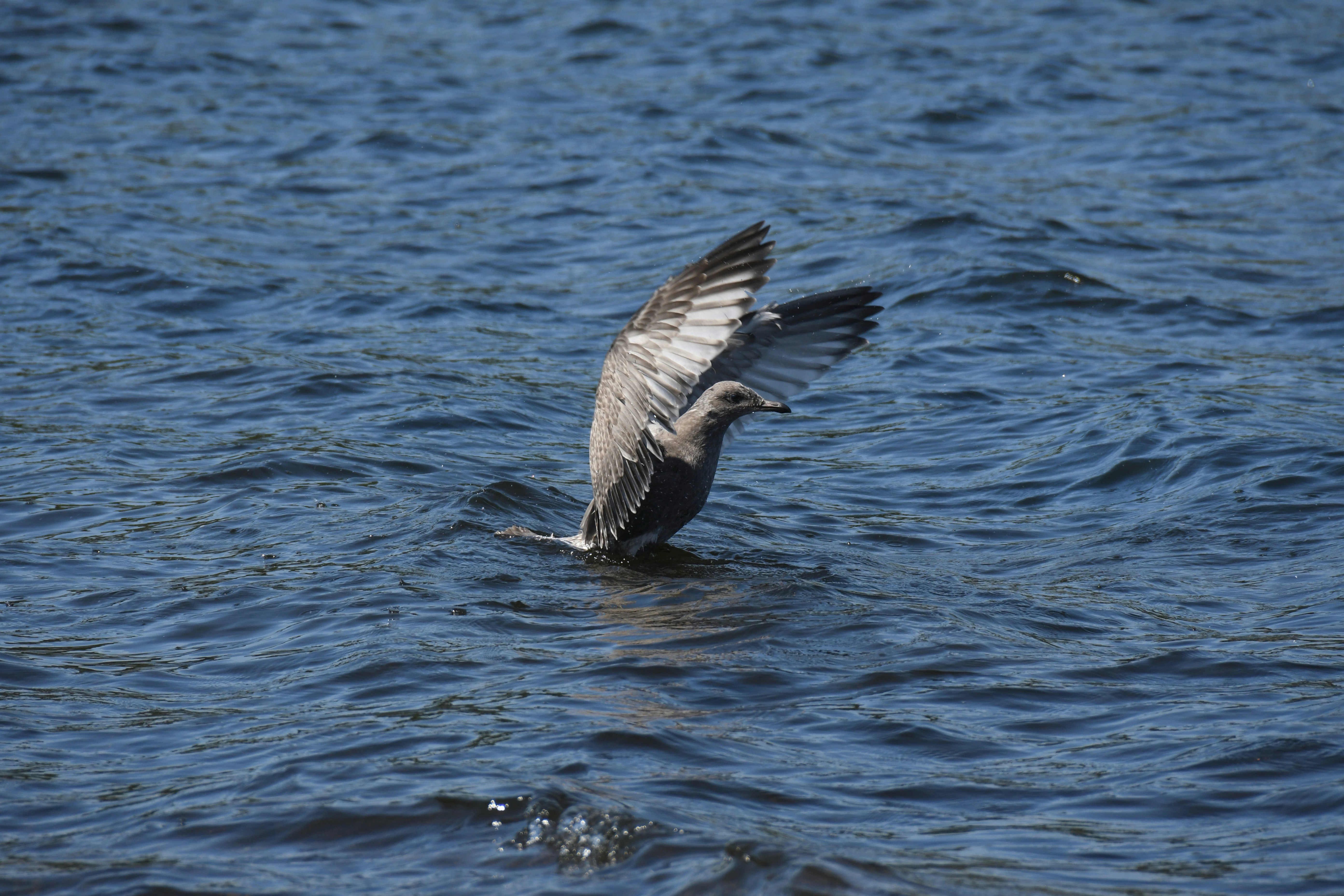 Bird with outstretched wings skimming the surface of a shimmering body of water.