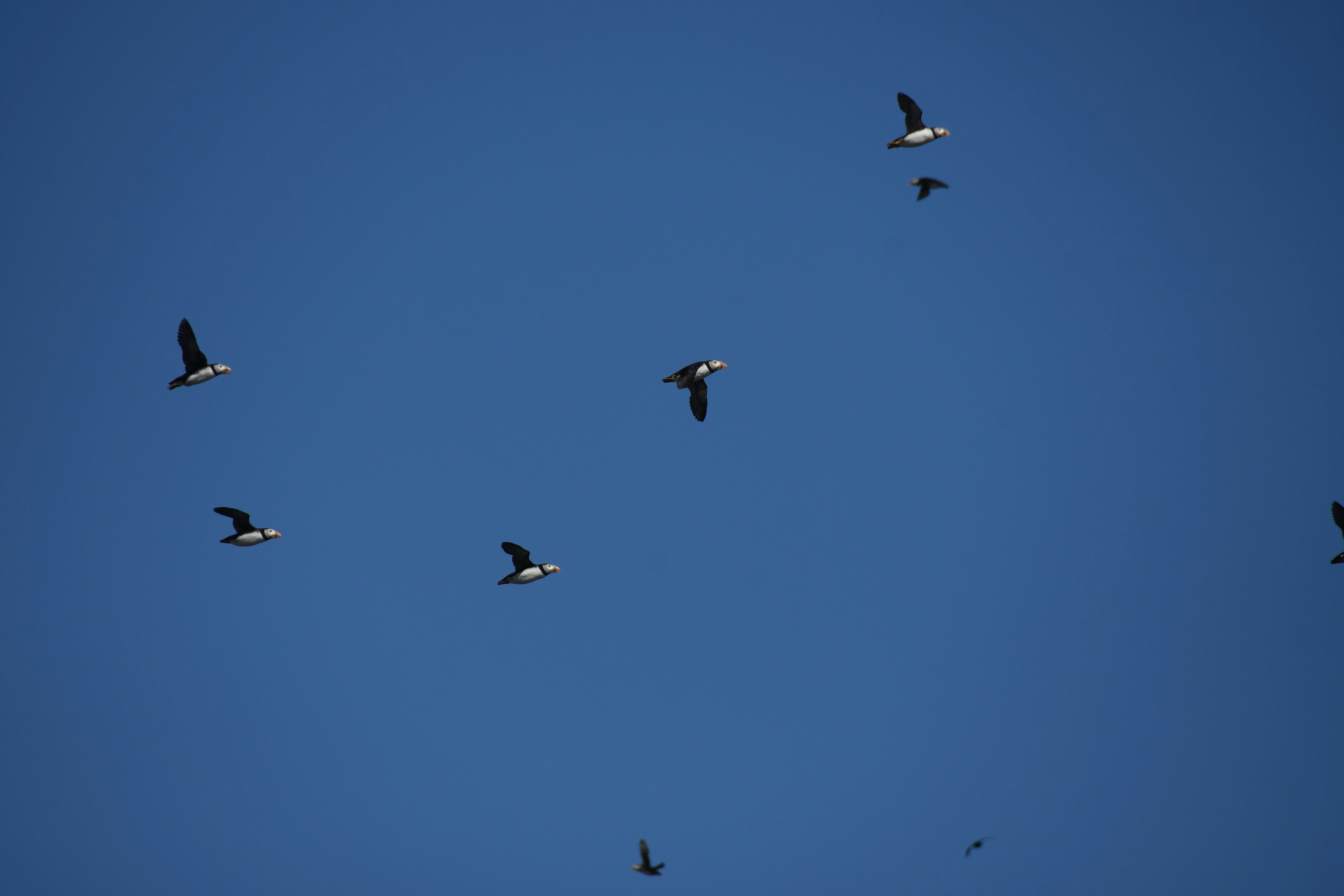 Birds flying in a clear blue sky.