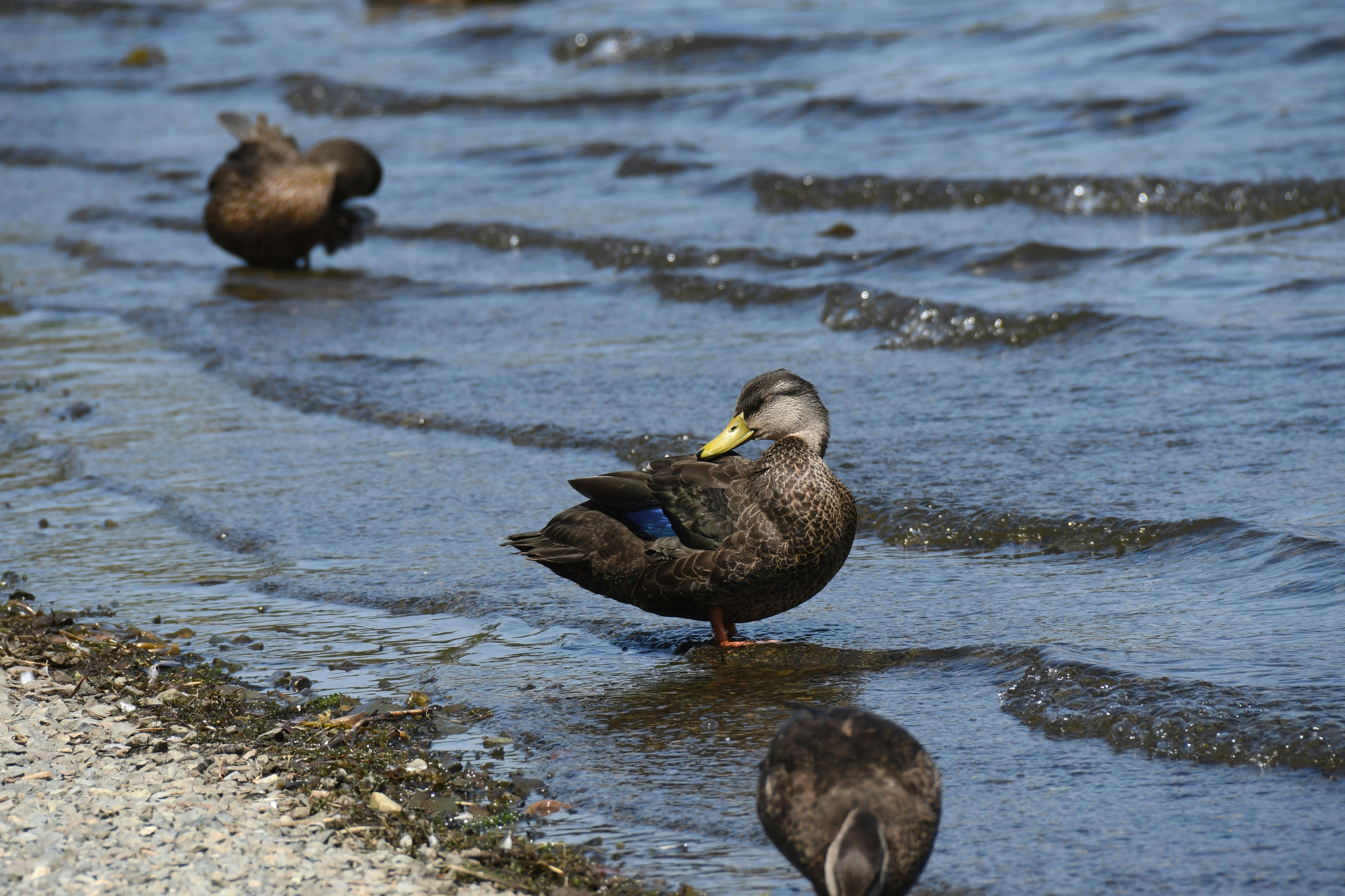 Preening by the Rippling Shore: A Gray Duck Among Distant Companions