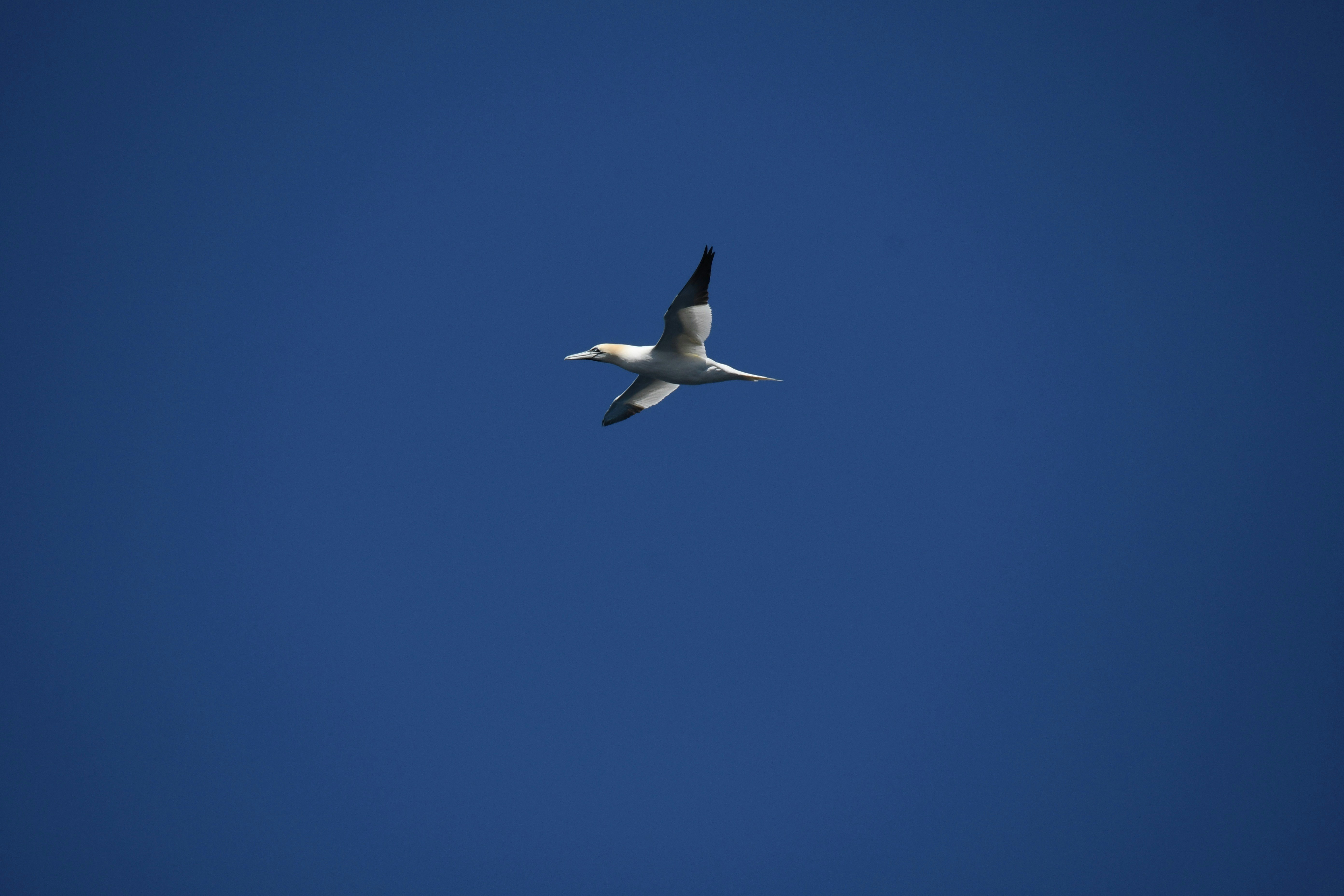 Fighter jet flying in clear blue sky