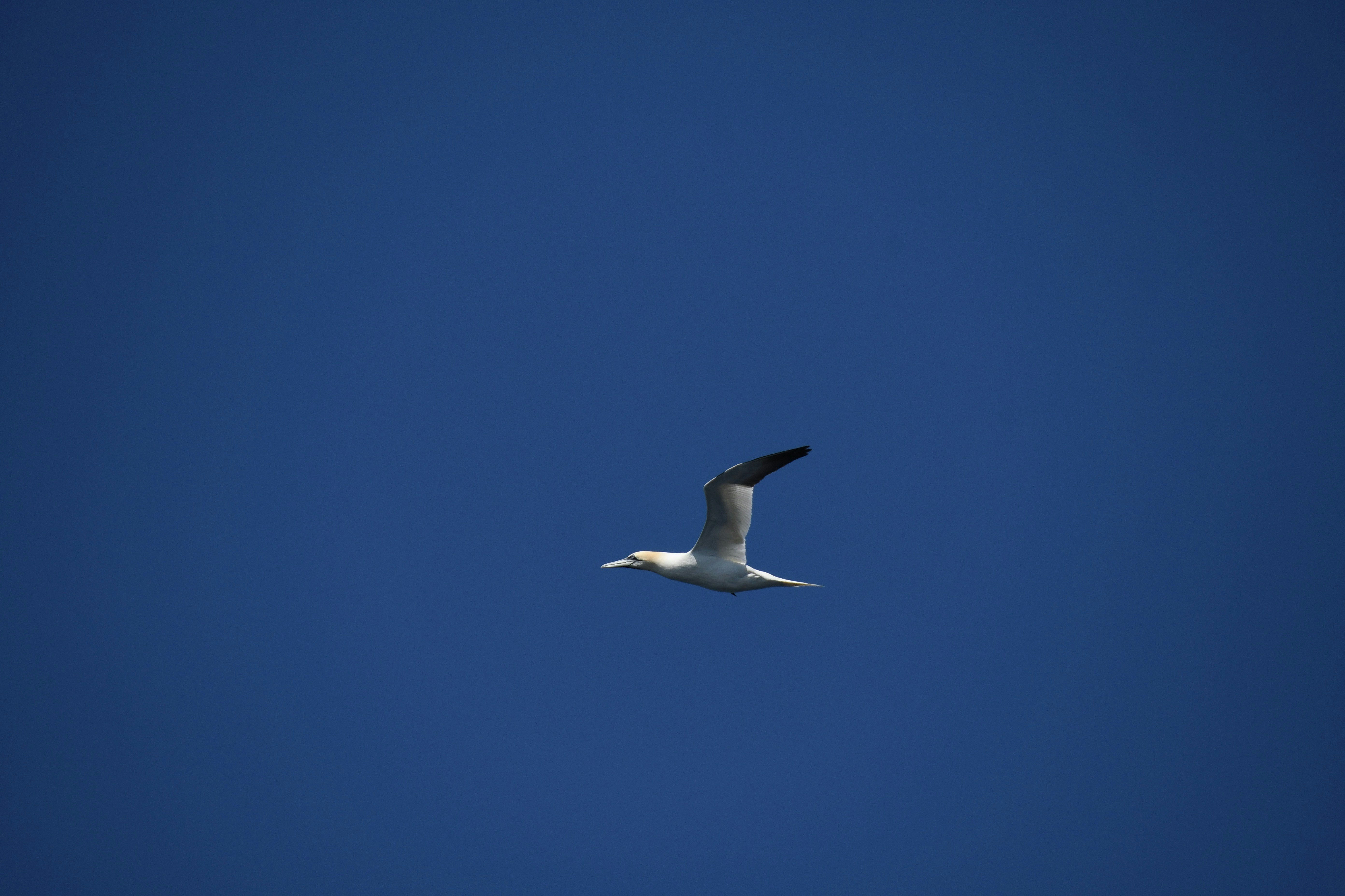 Soaring Elegance: A Bird's Journey Through the Sky