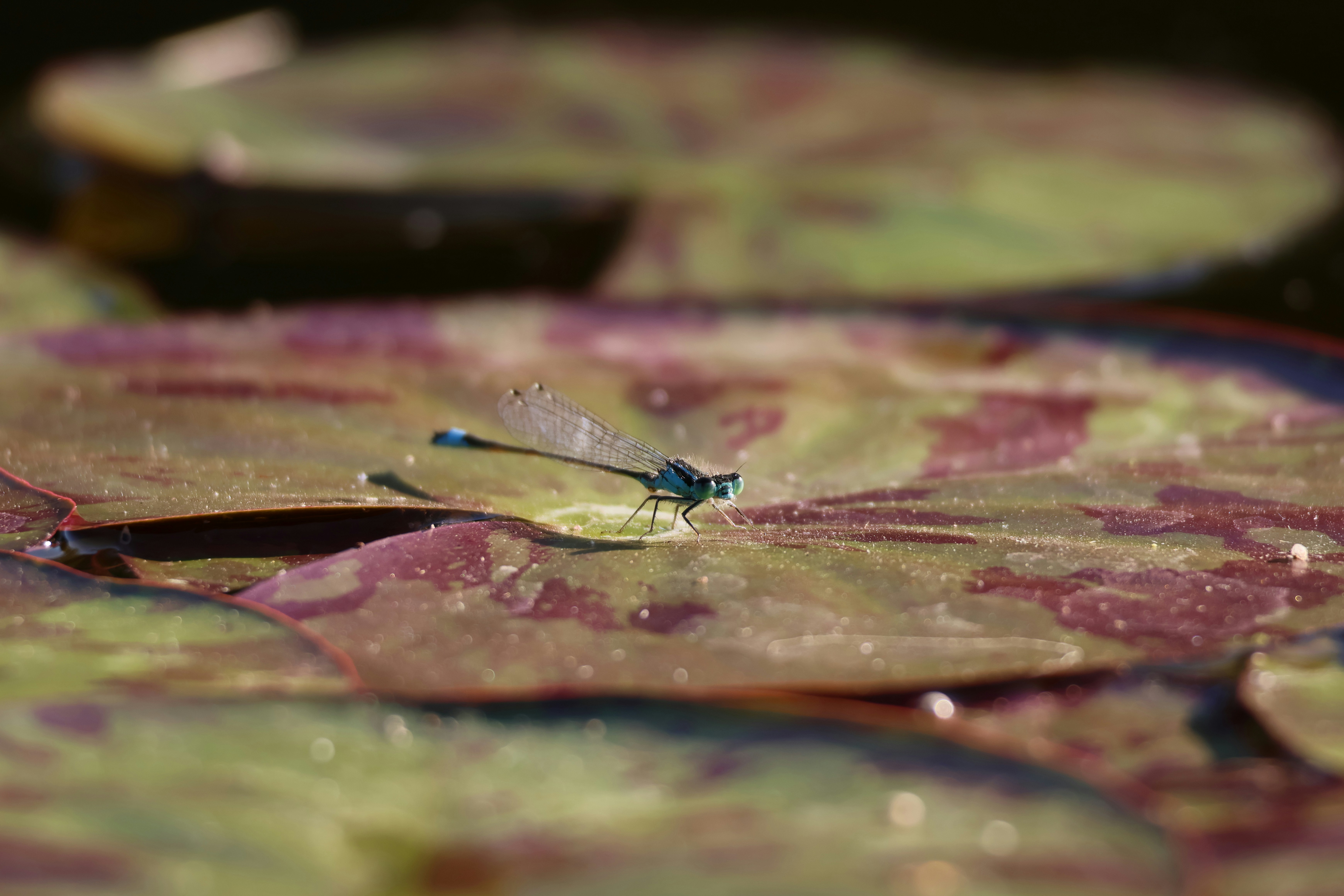 A Delicate Dance on Water's Palette