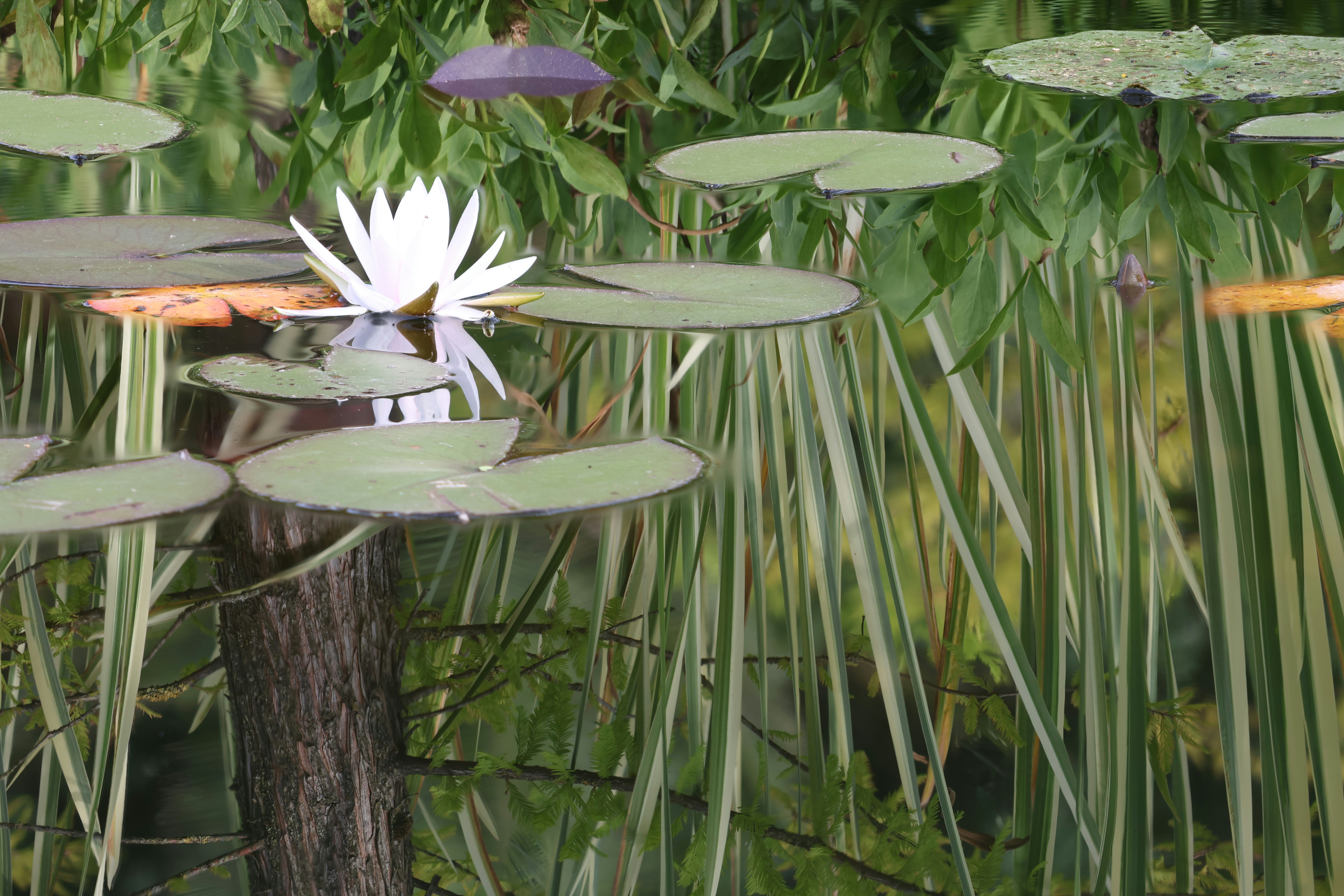 White water lily floats on a pond