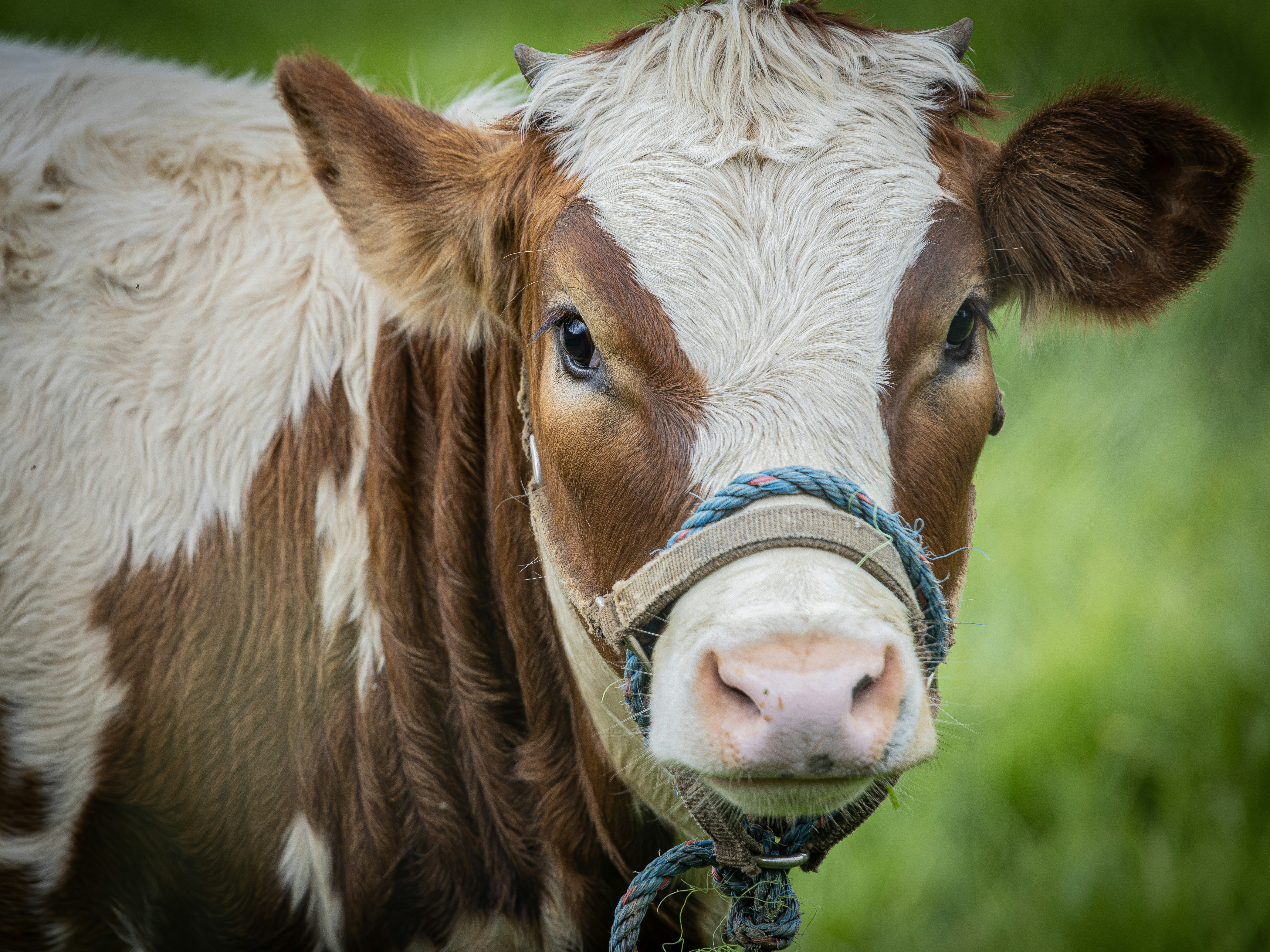 Close-up of a brown and white cow with a halter, set against a lush green background.
