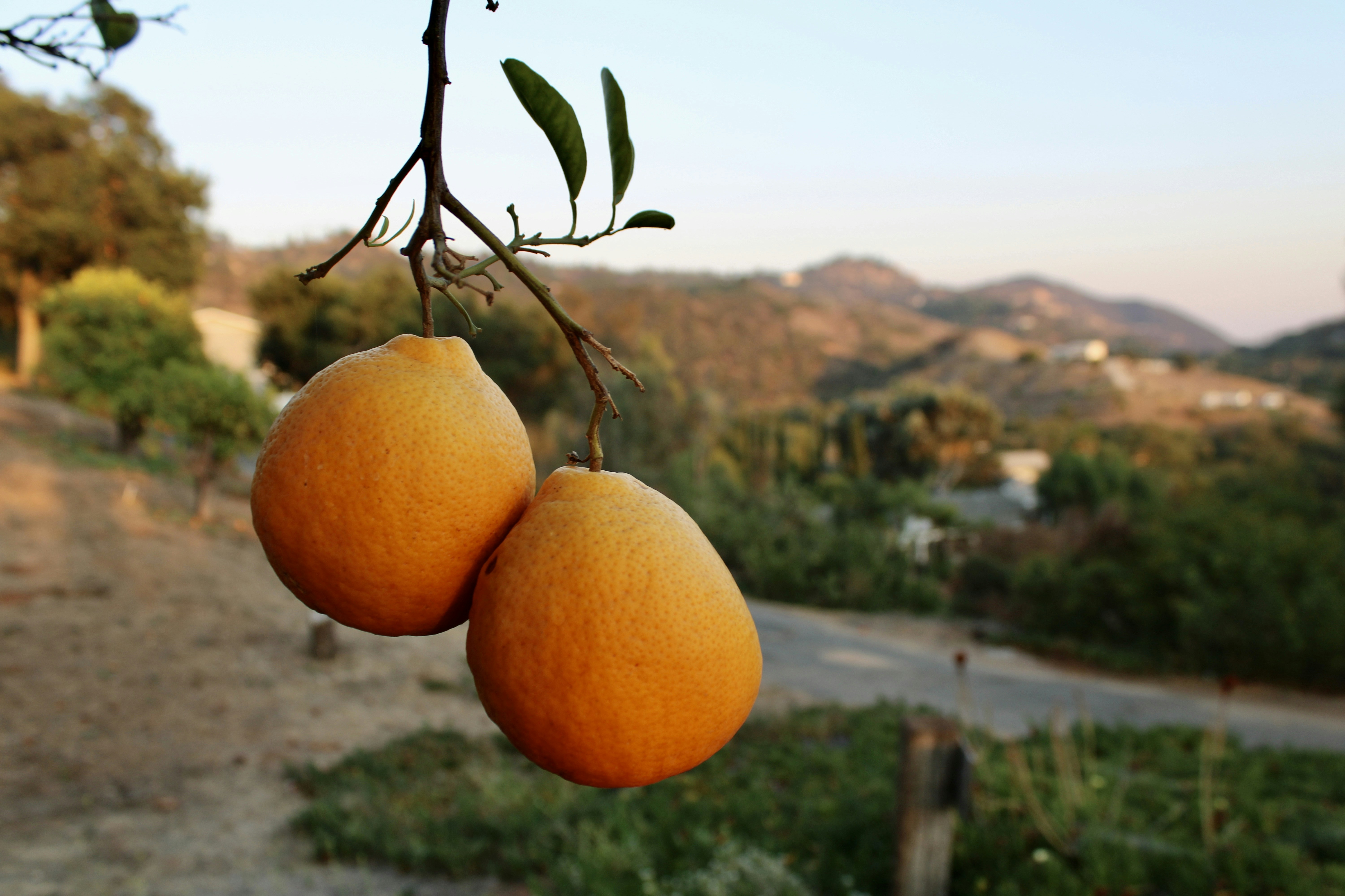 Two oranges hang from a branch with hills behind.
