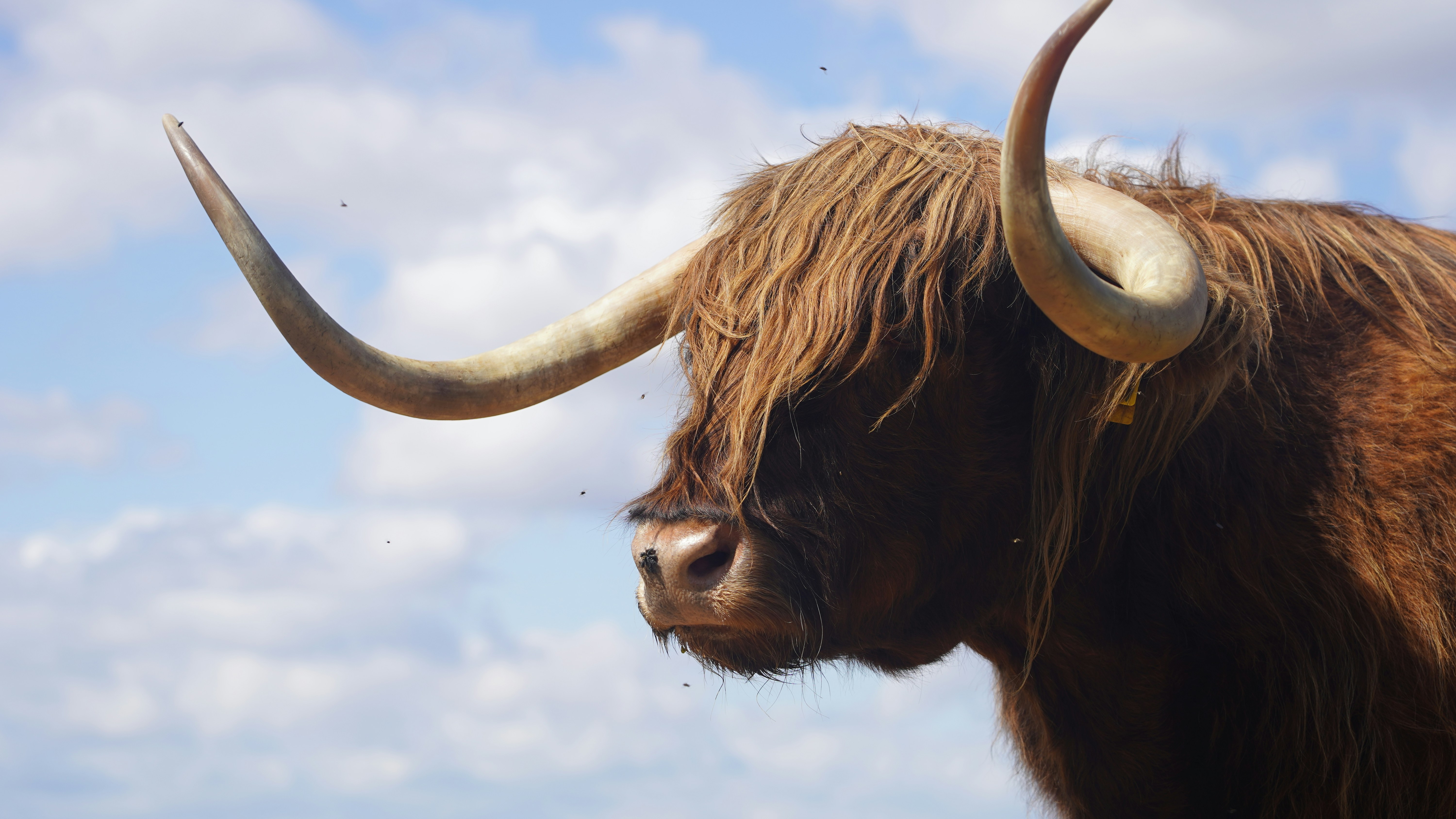 A highland cow in the summer sun. | A shaggy brown bull with long horns.