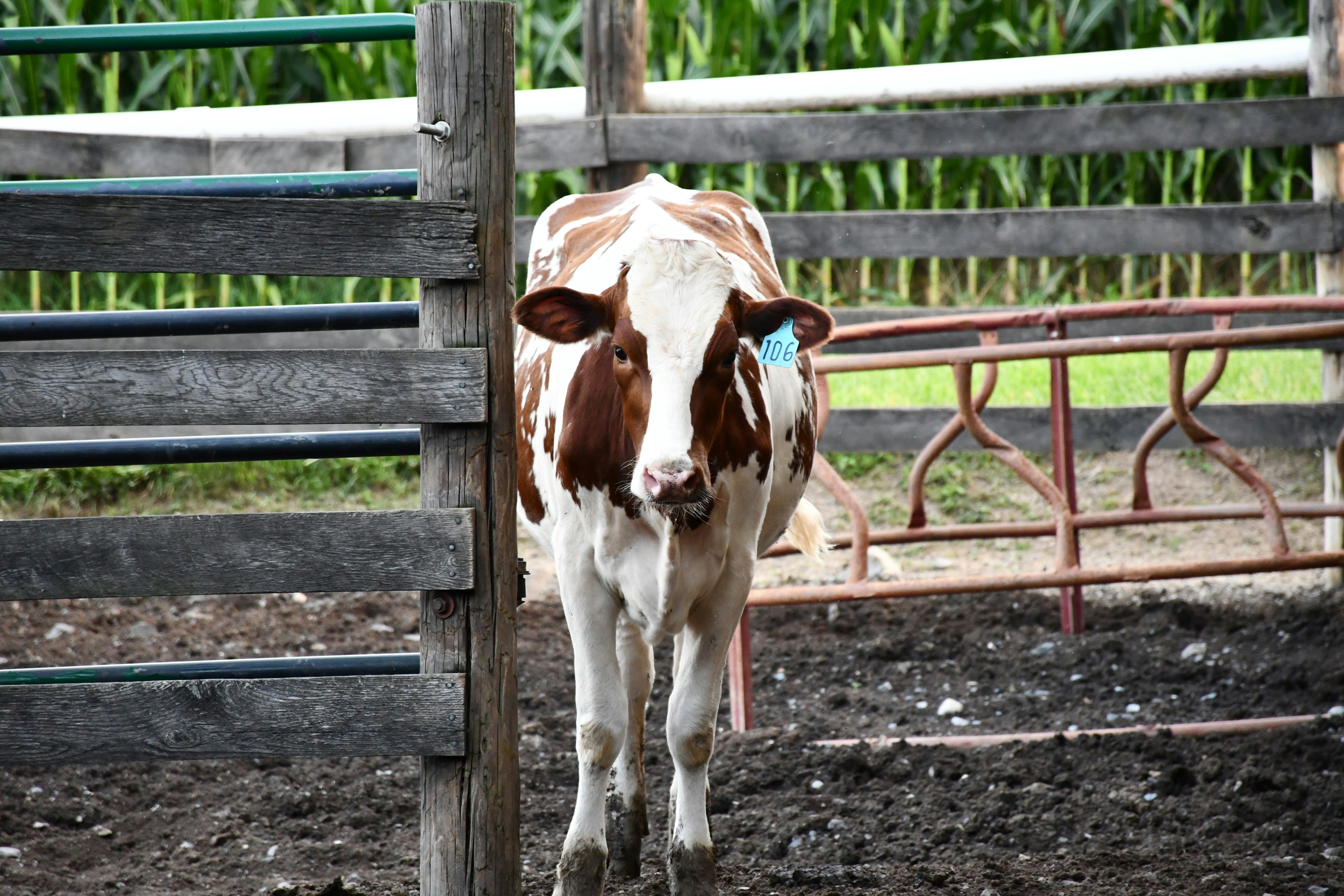 Curious Calf Amidst Rustic Fencing