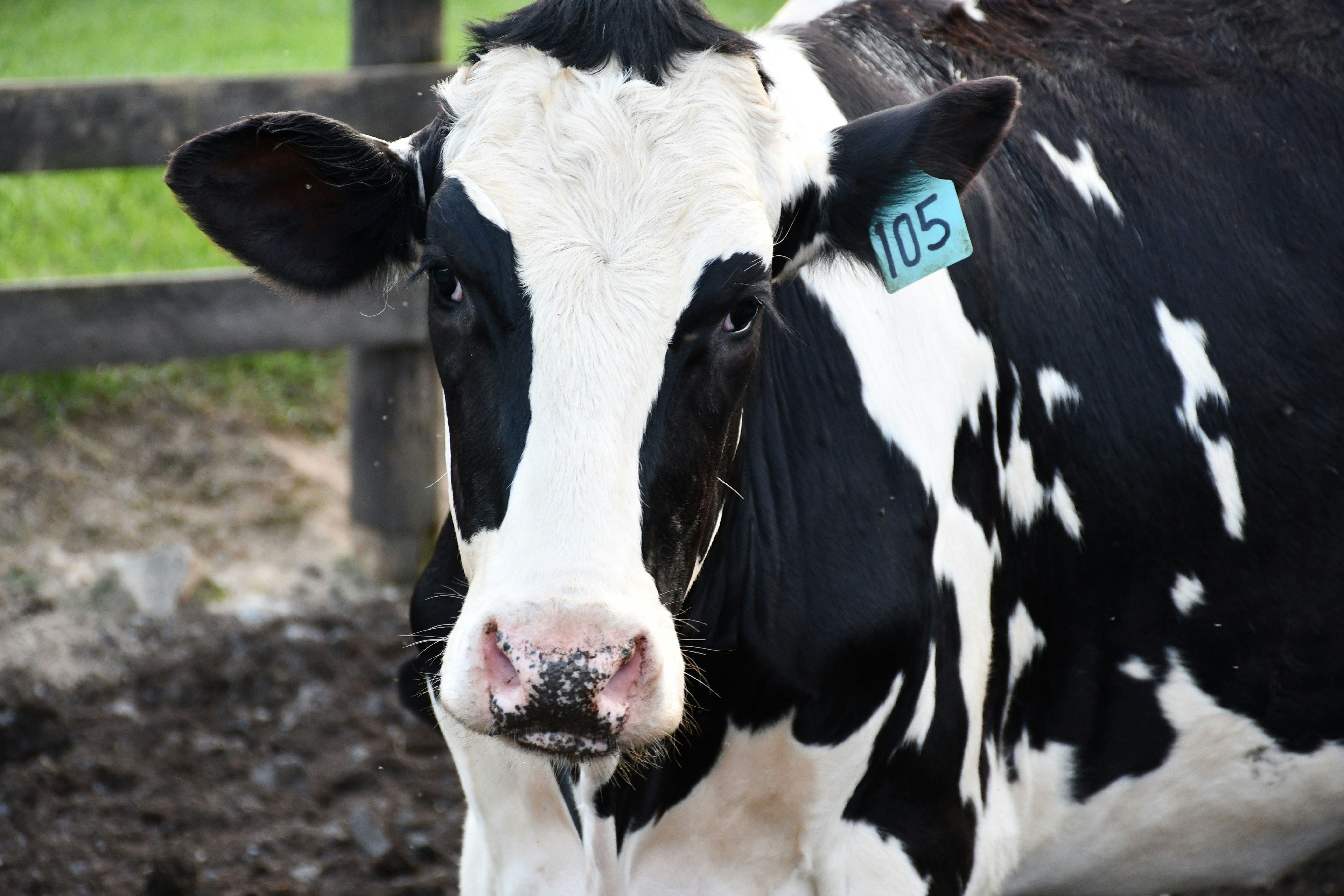 Black and white cow with tag in ear photo – Free Animal Image on Unsplash