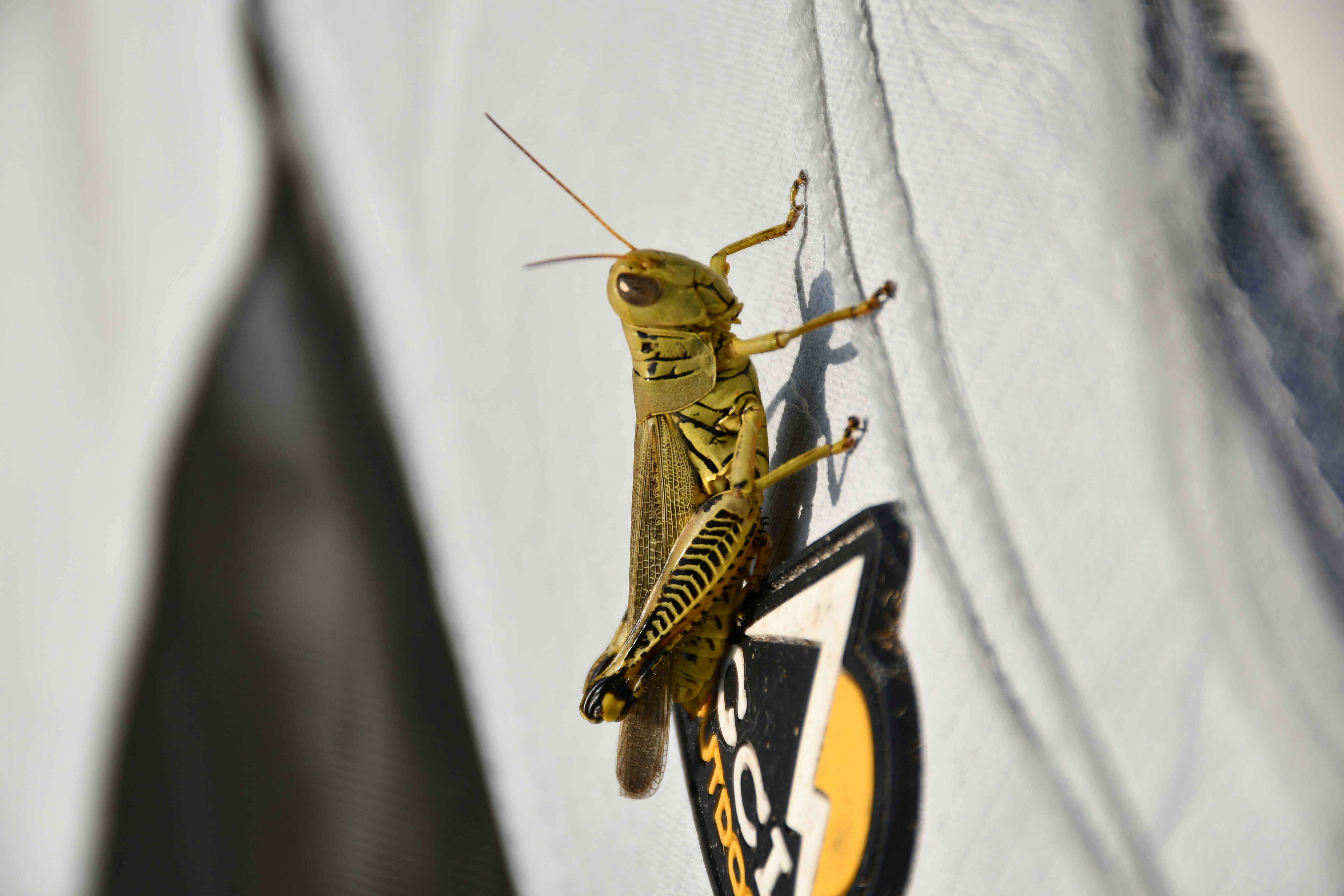 Emerald Hopper on a White Jacket Beside a Bold Patch Emblem