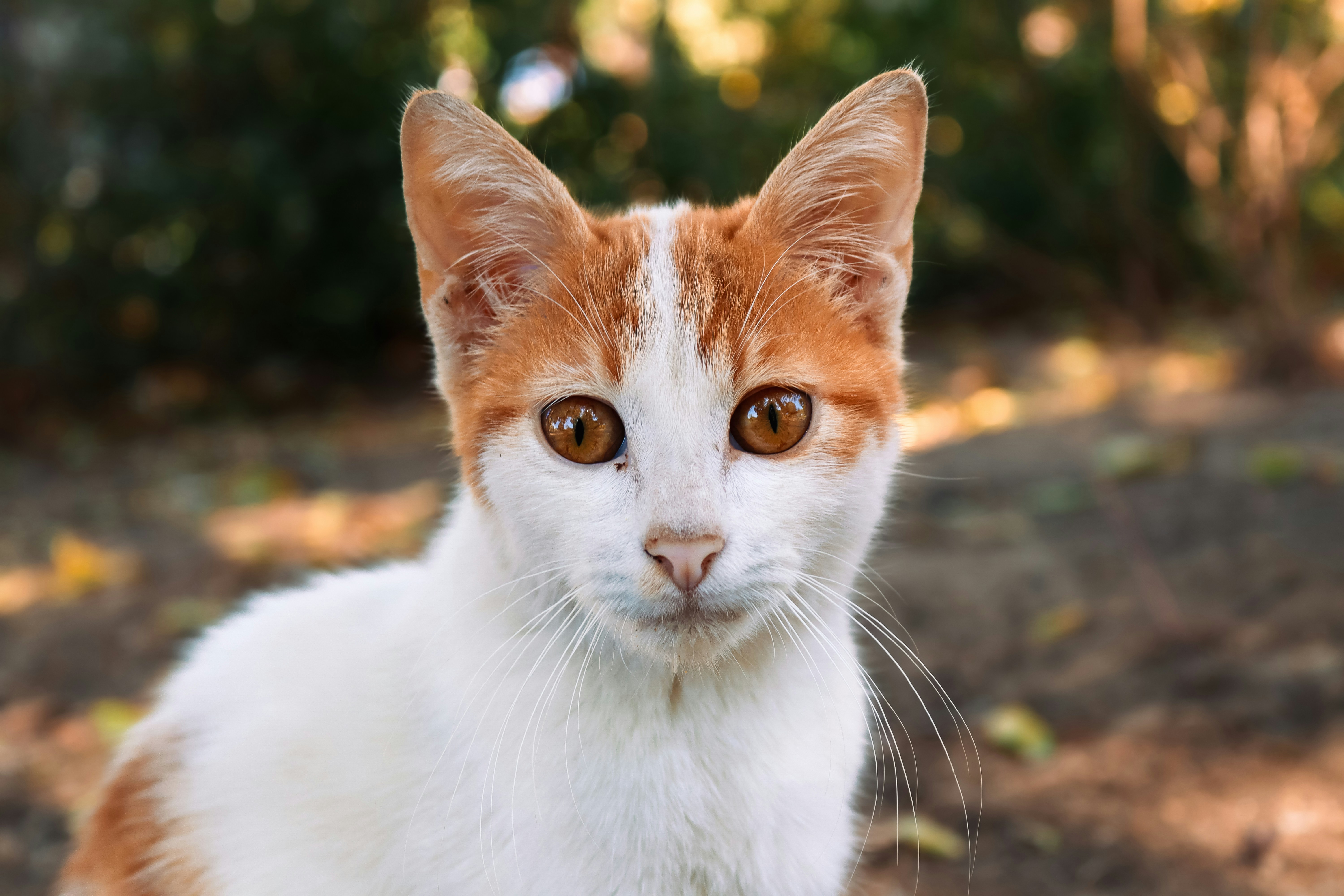 Cute Street Cat in the Park | A white and orange cat with amber eyes looks forward.