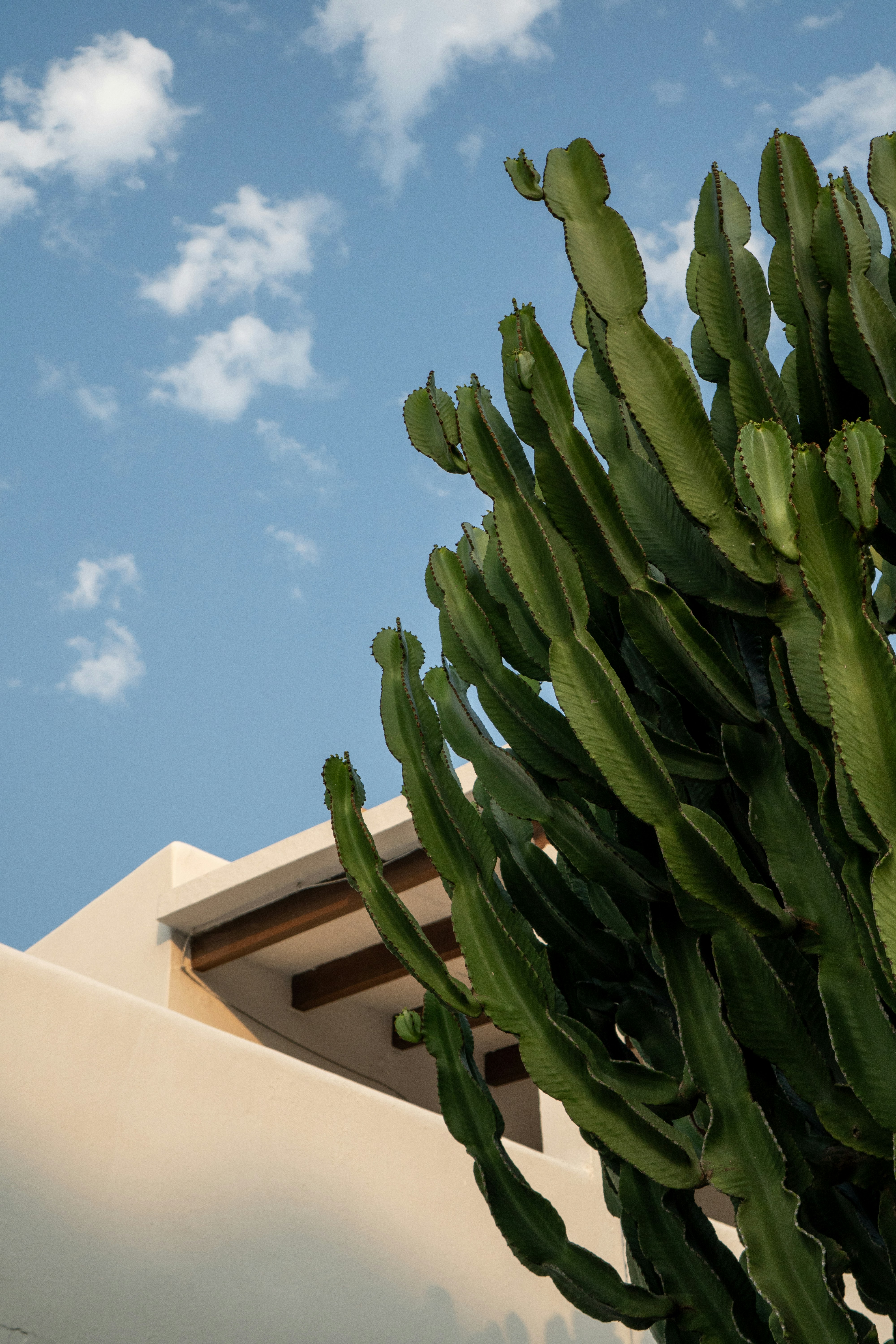Desert Elegance: A Cactus Against the Sky