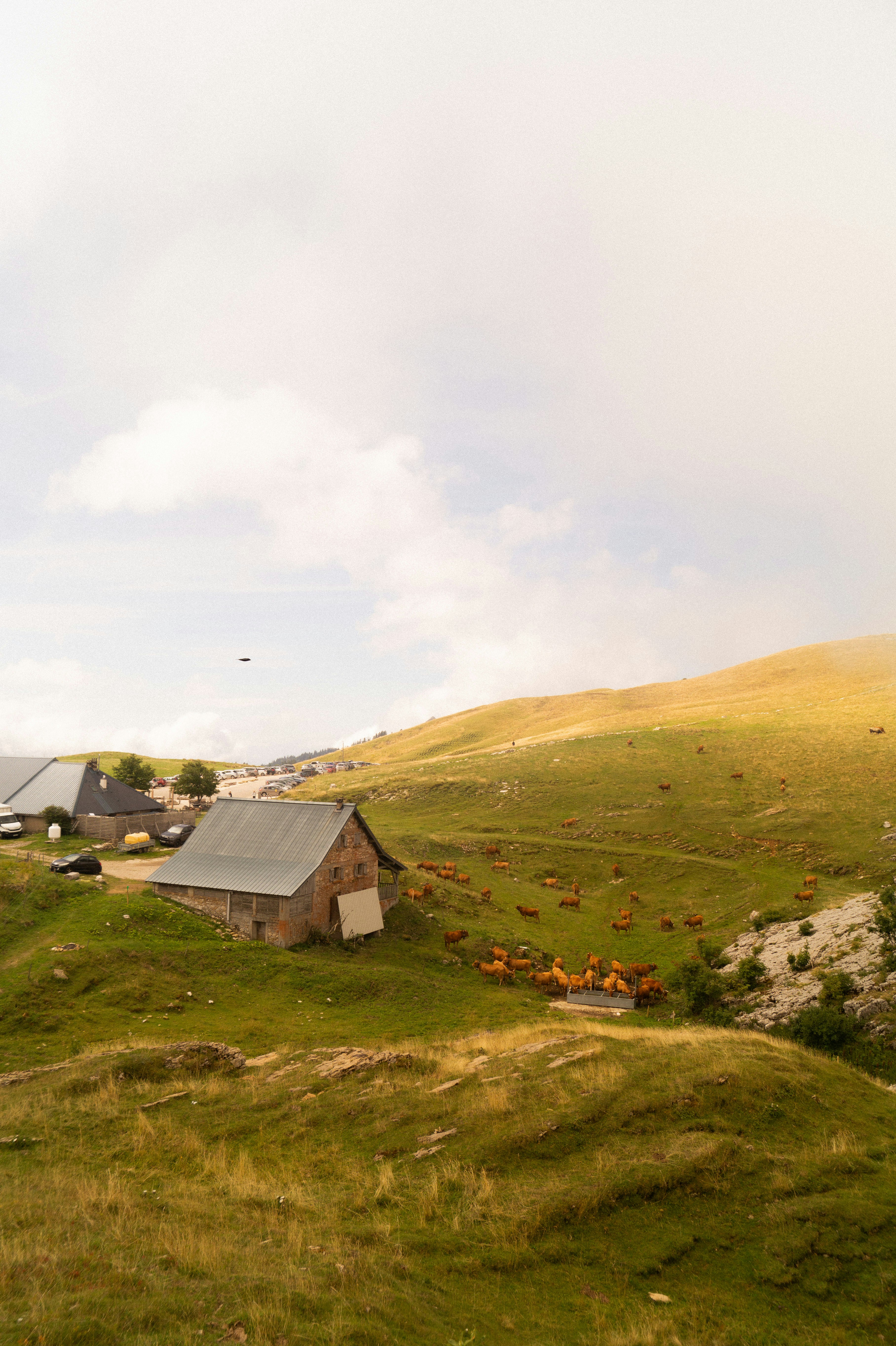 Cows grazing on a grassy hillside near buildings.